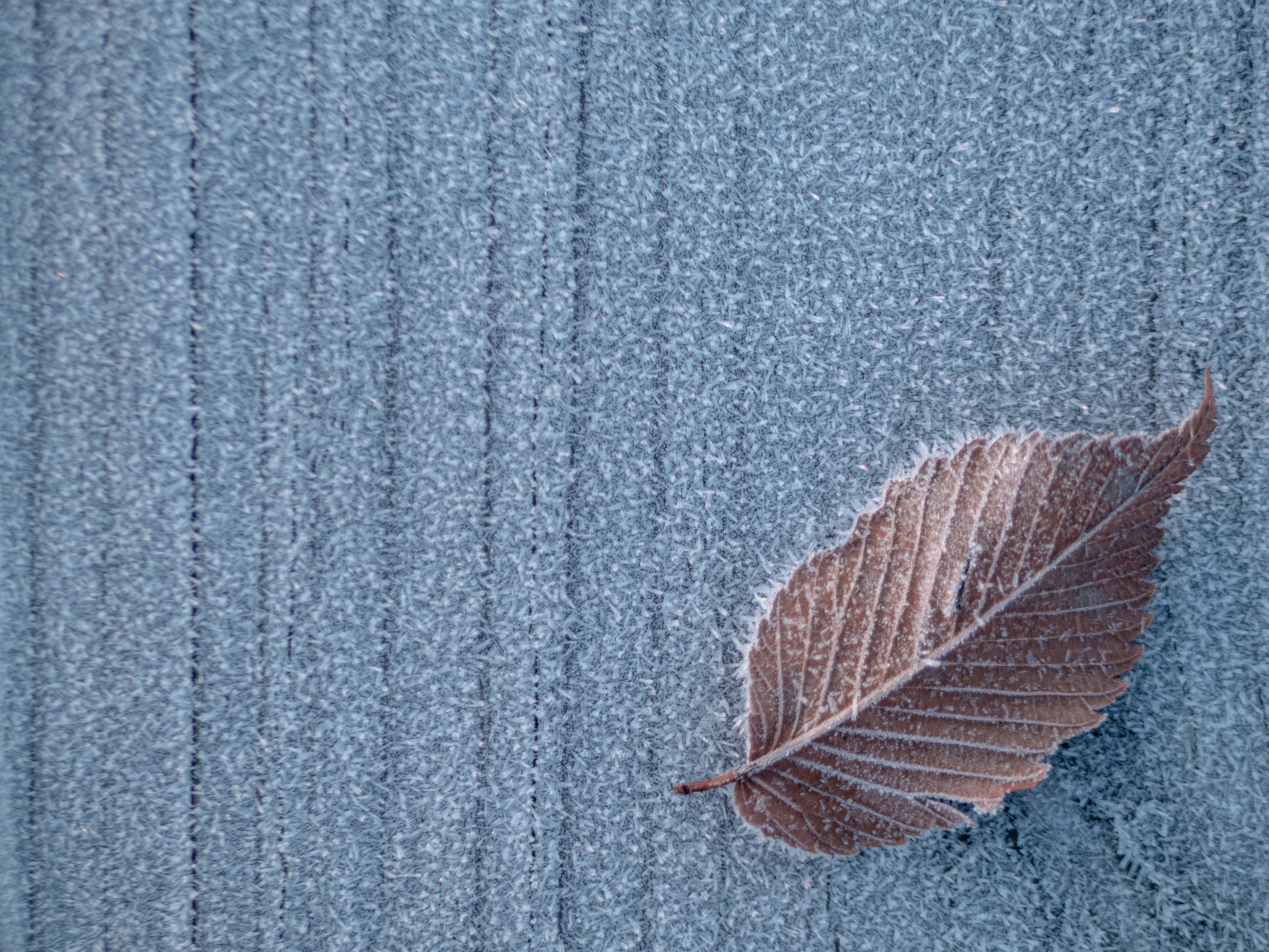 Frost-veined Leaf on a Blue Windowpane