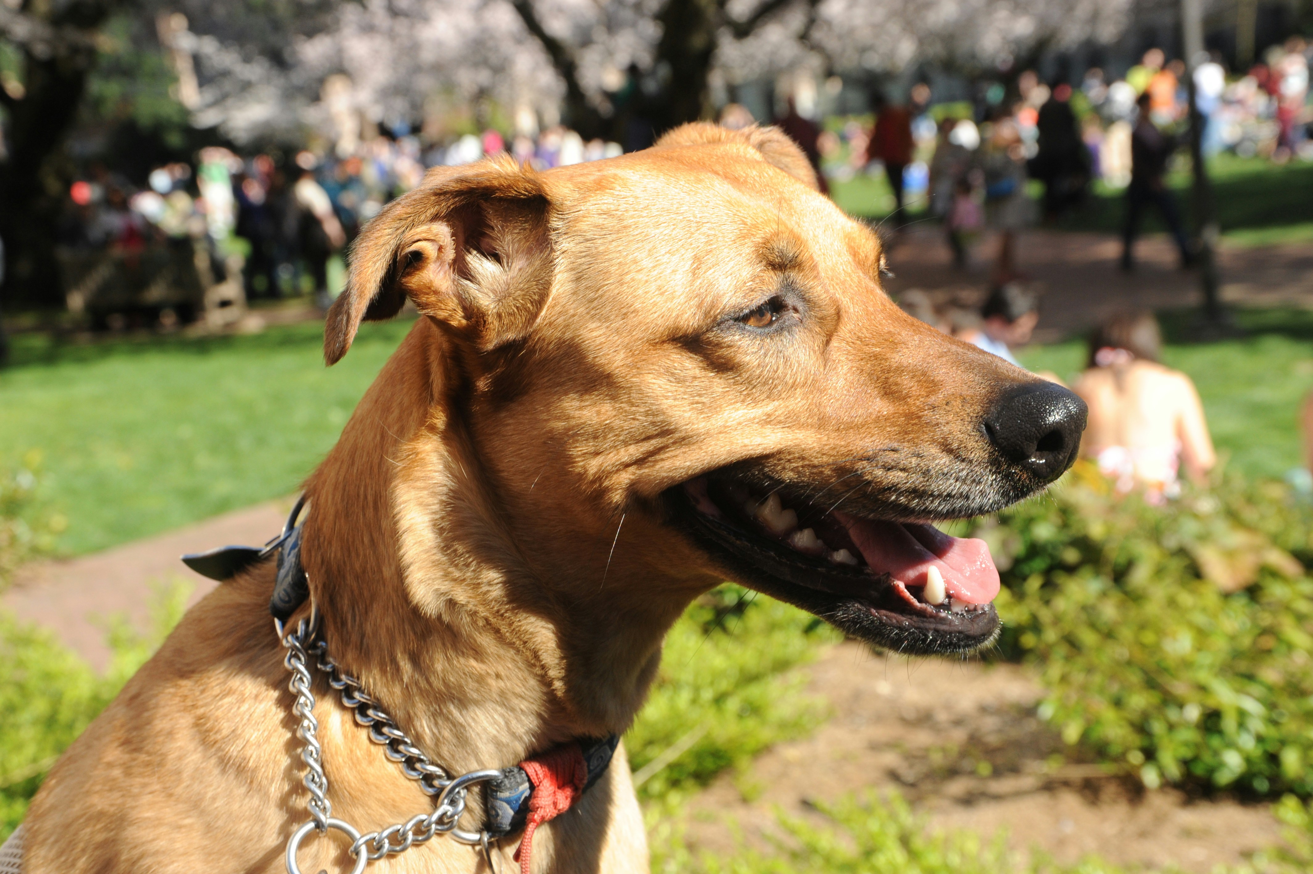 Macro photography of sloughi dog photo – Free Usa Image on Unsplash