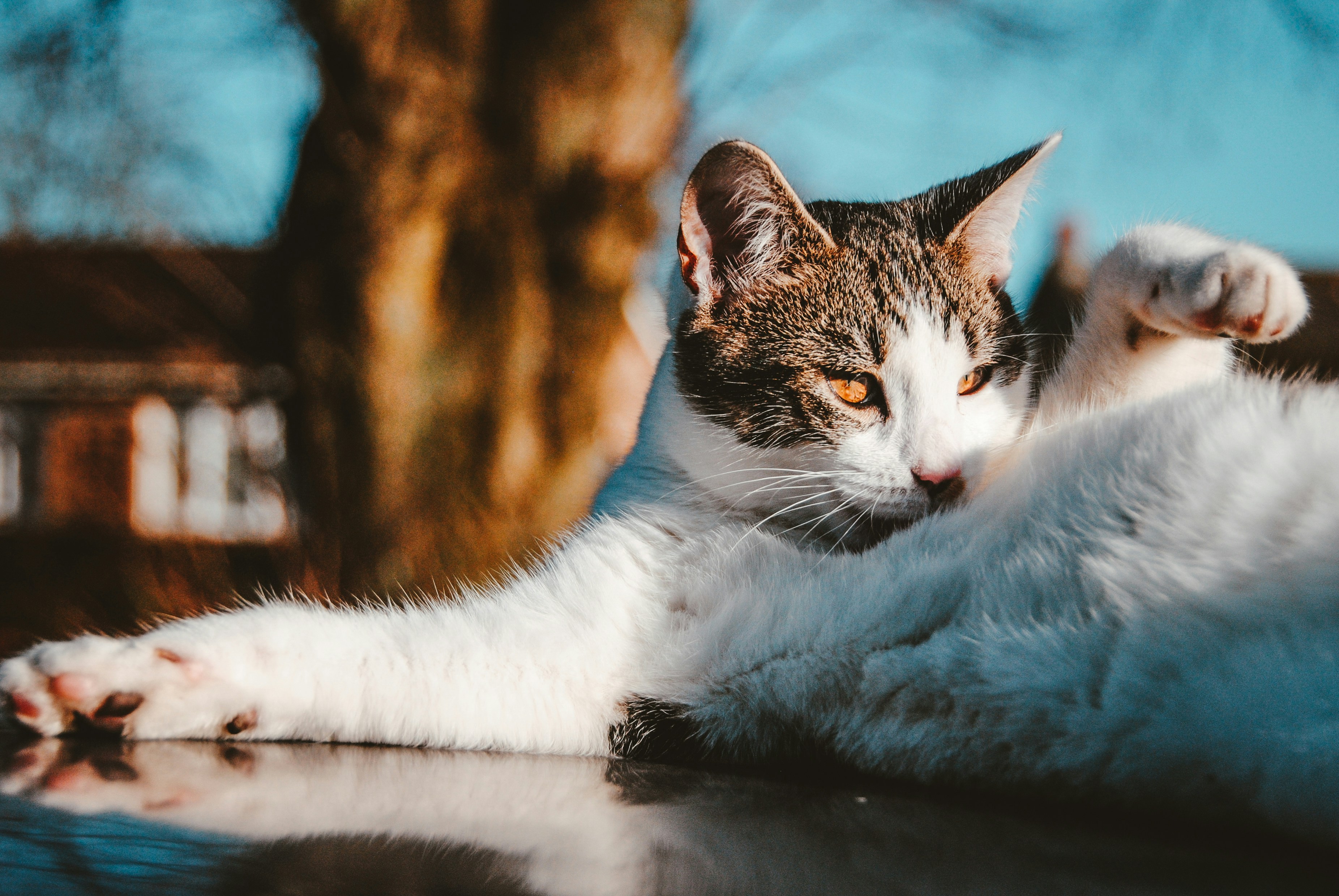 A relaxed cat lounging in the sunlight, showcasing its playful demeanor and vibrant fur against a blurred background.