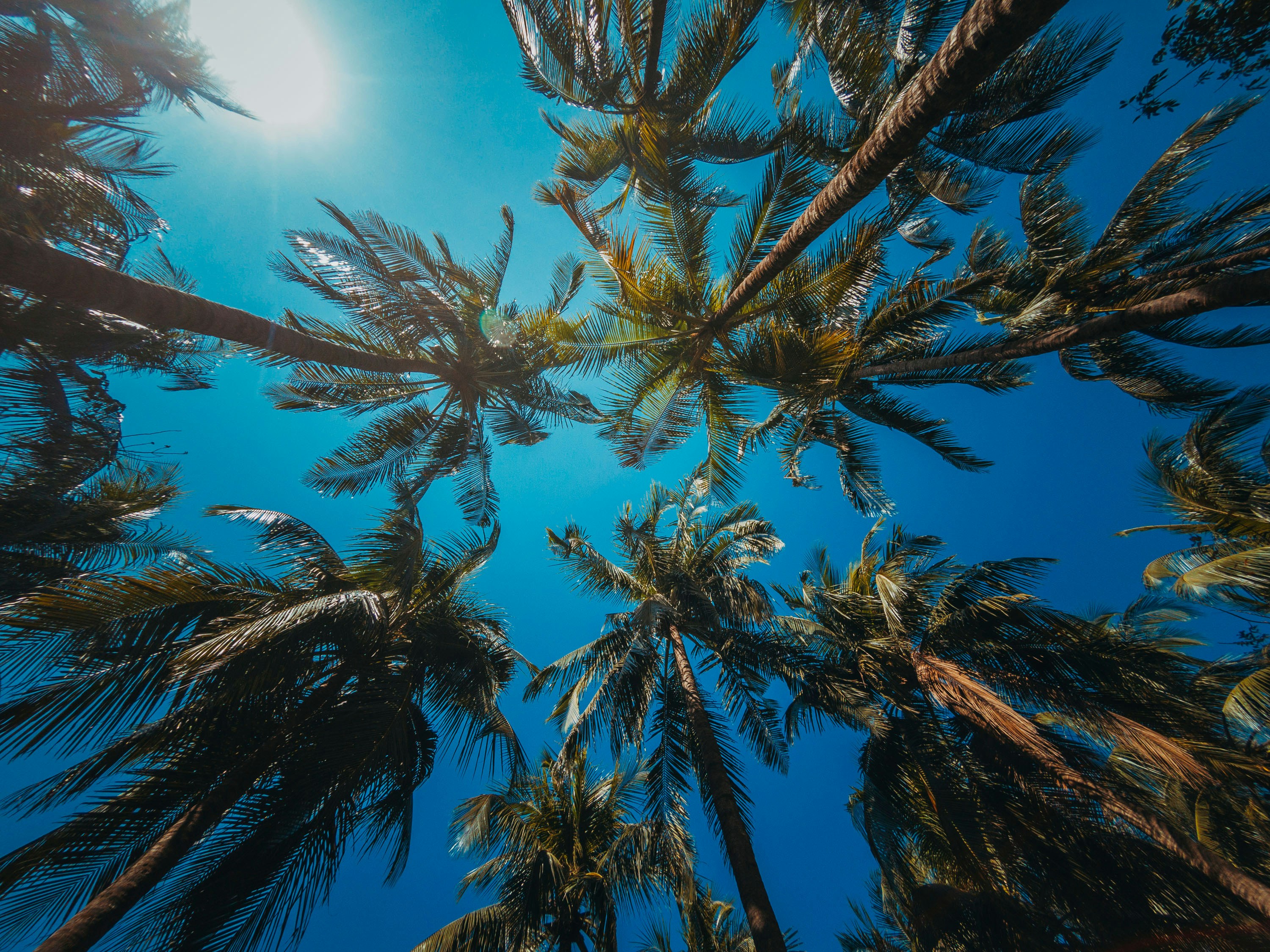 Low-angle photography of palm trees during daytime photo – Free St ...