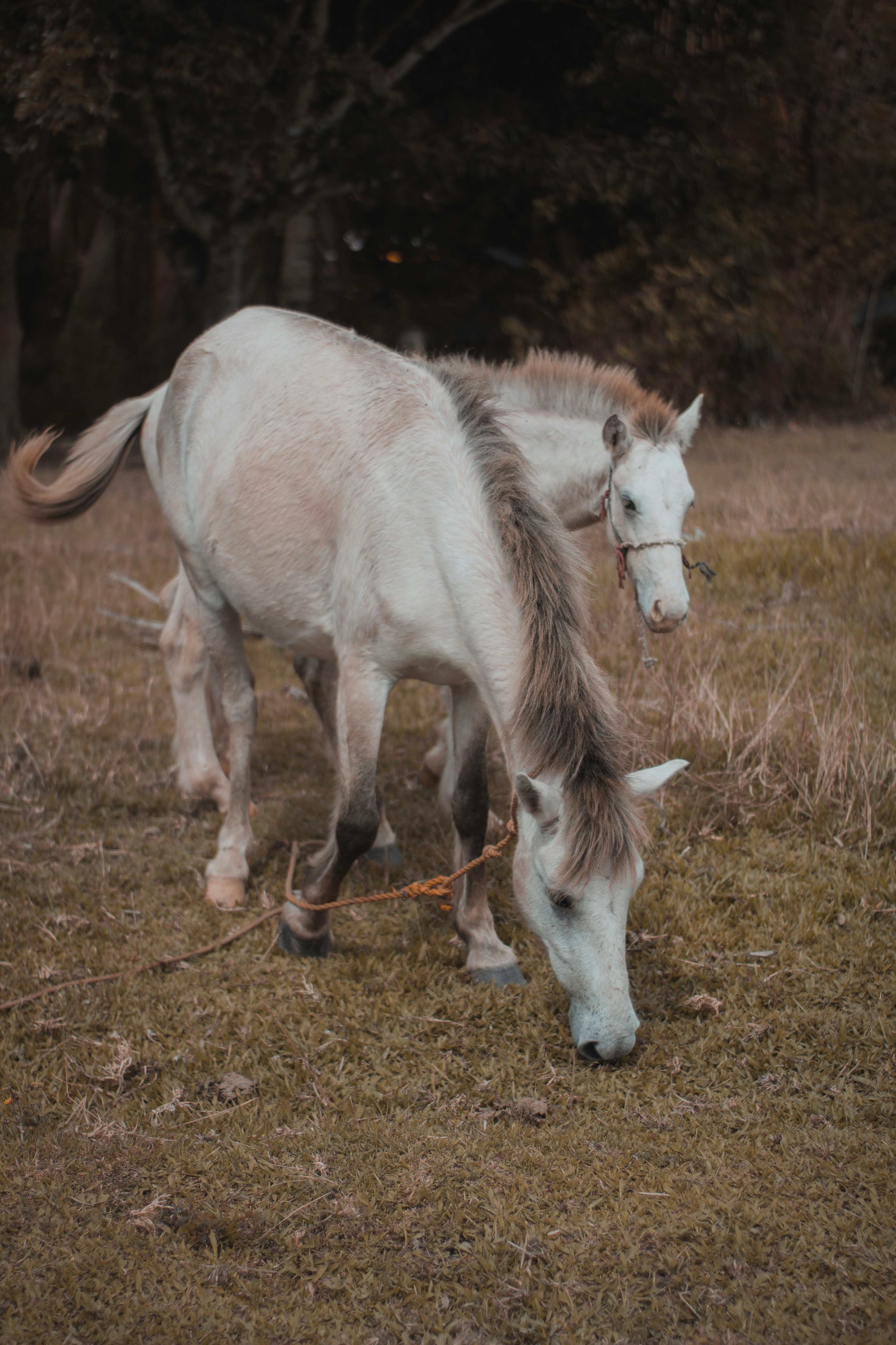 Amber Hour Grazing: White Horses in a Quiet Field