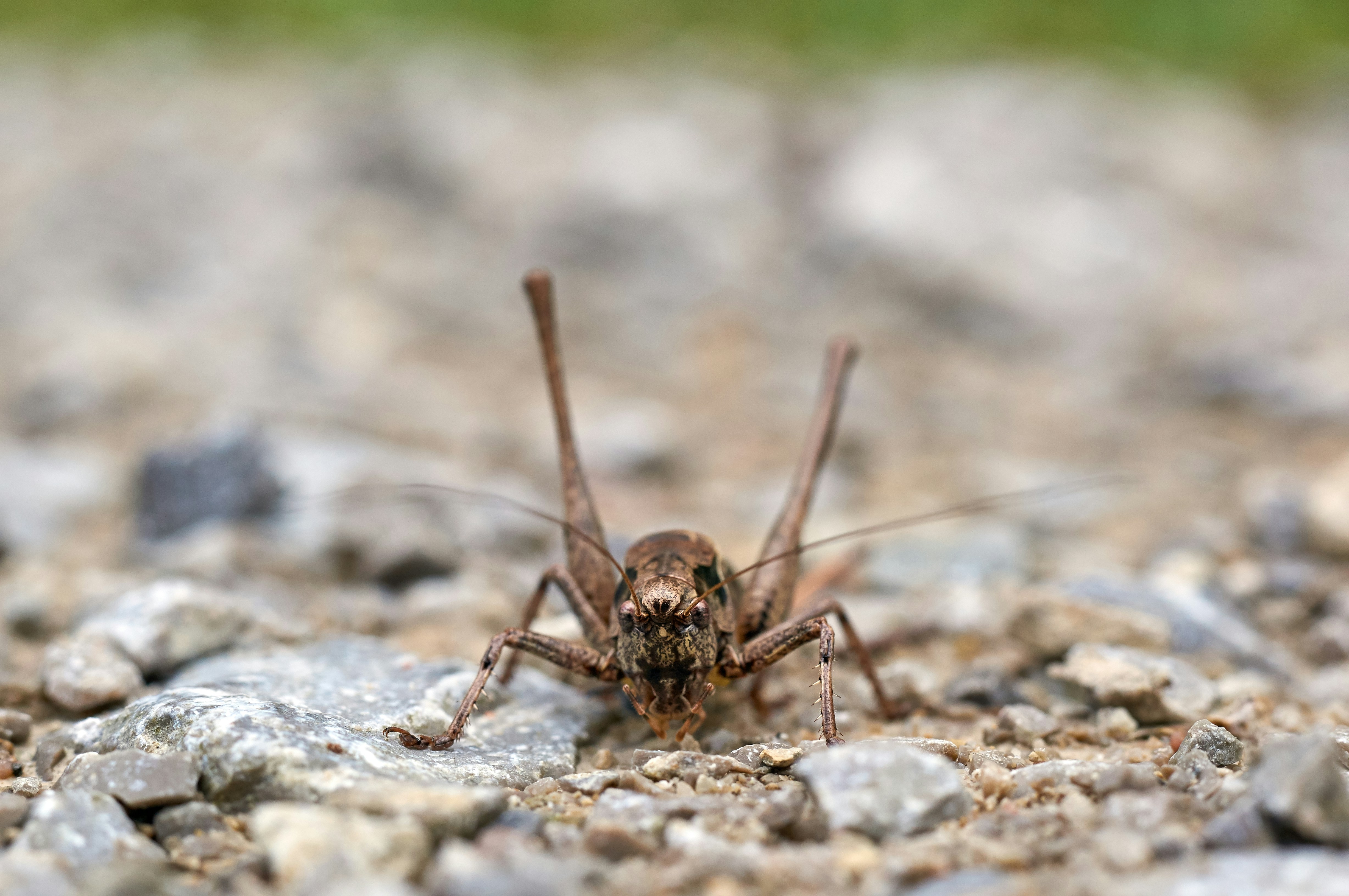 Gravel Camouflage: a Macro Portrait of a Brown Insect