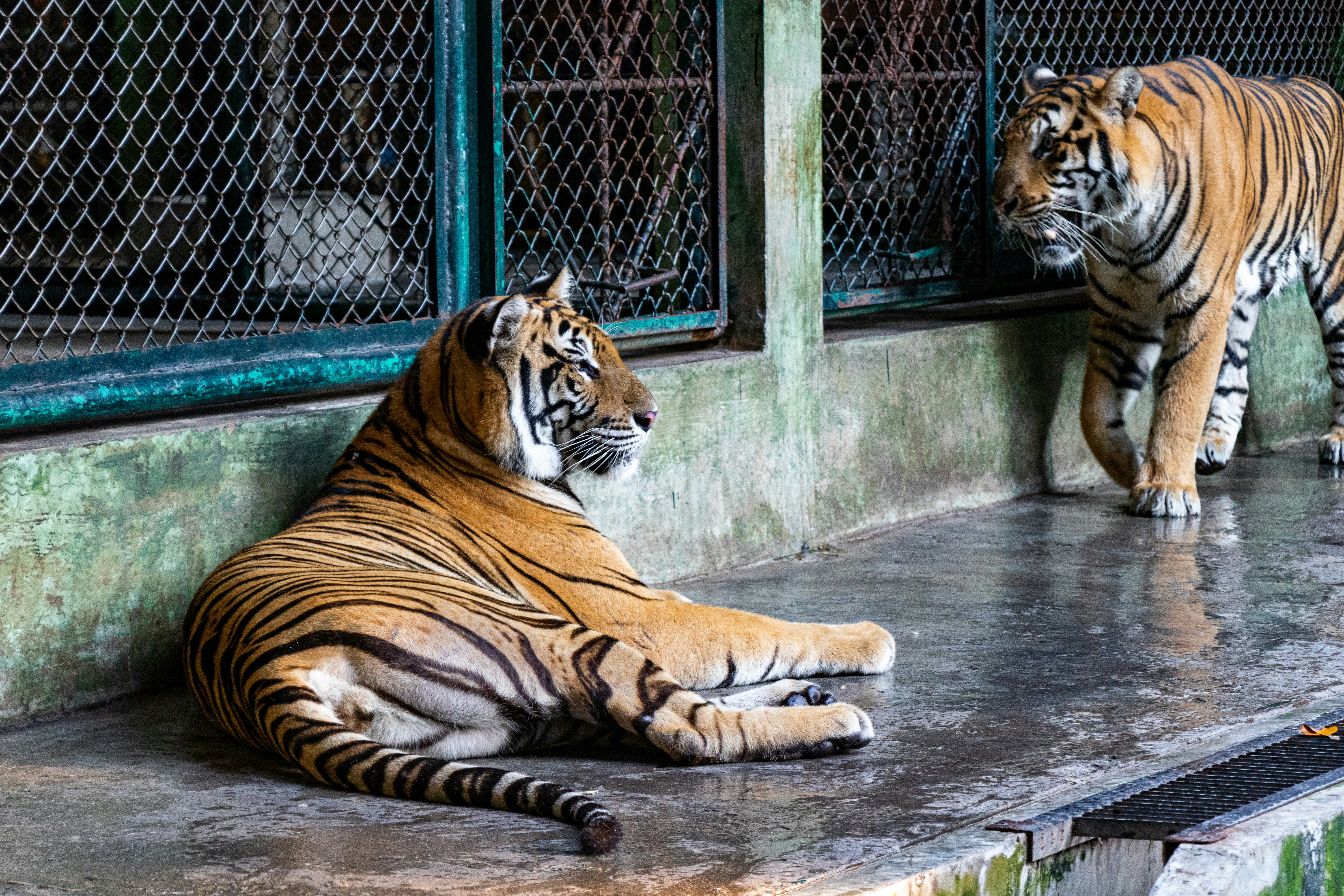 Lounge by the Barrier: A Bengal Tiger's Quiet Gaze