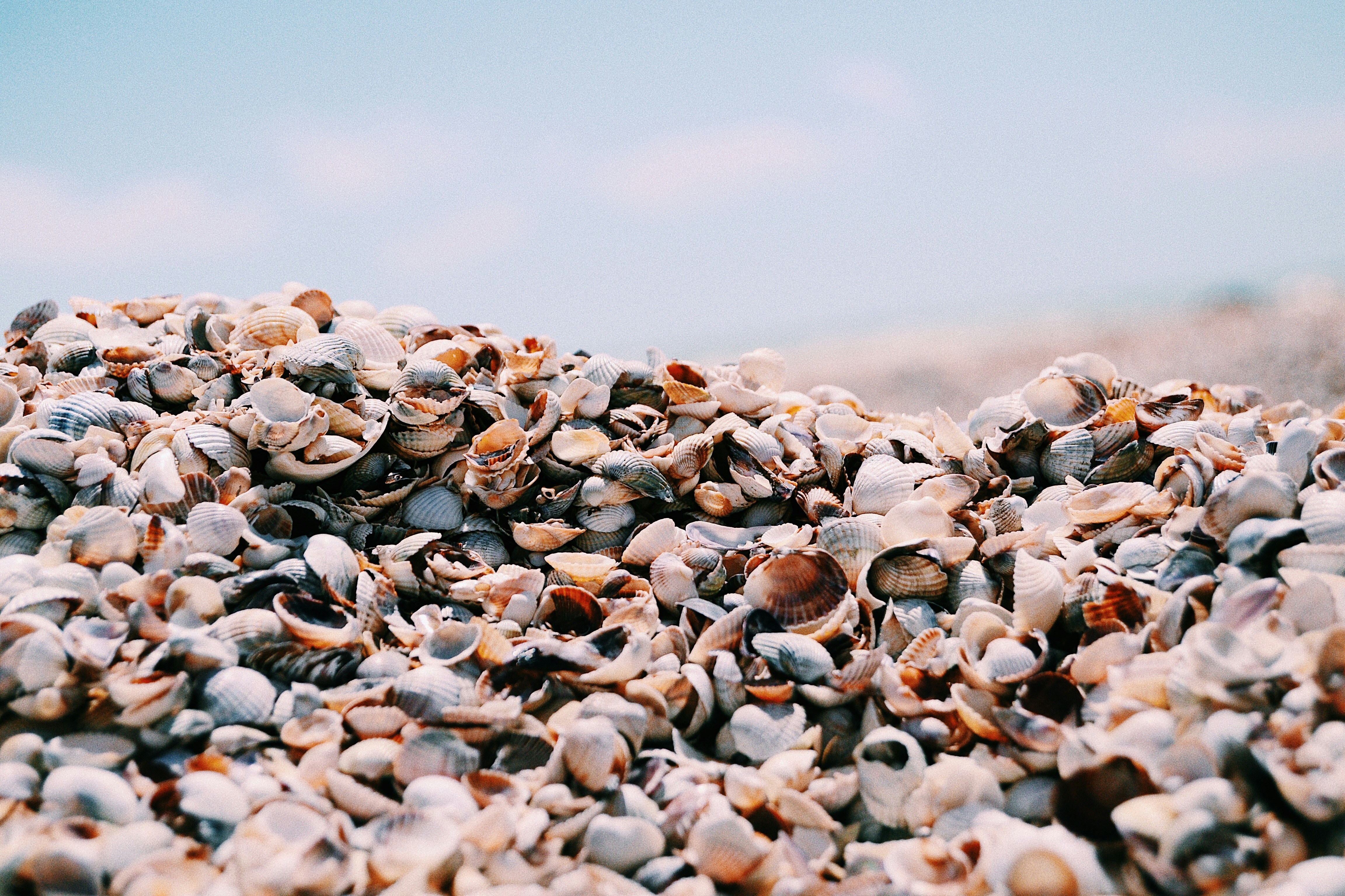 White shells photo – Free Seashell Image on Unsplash