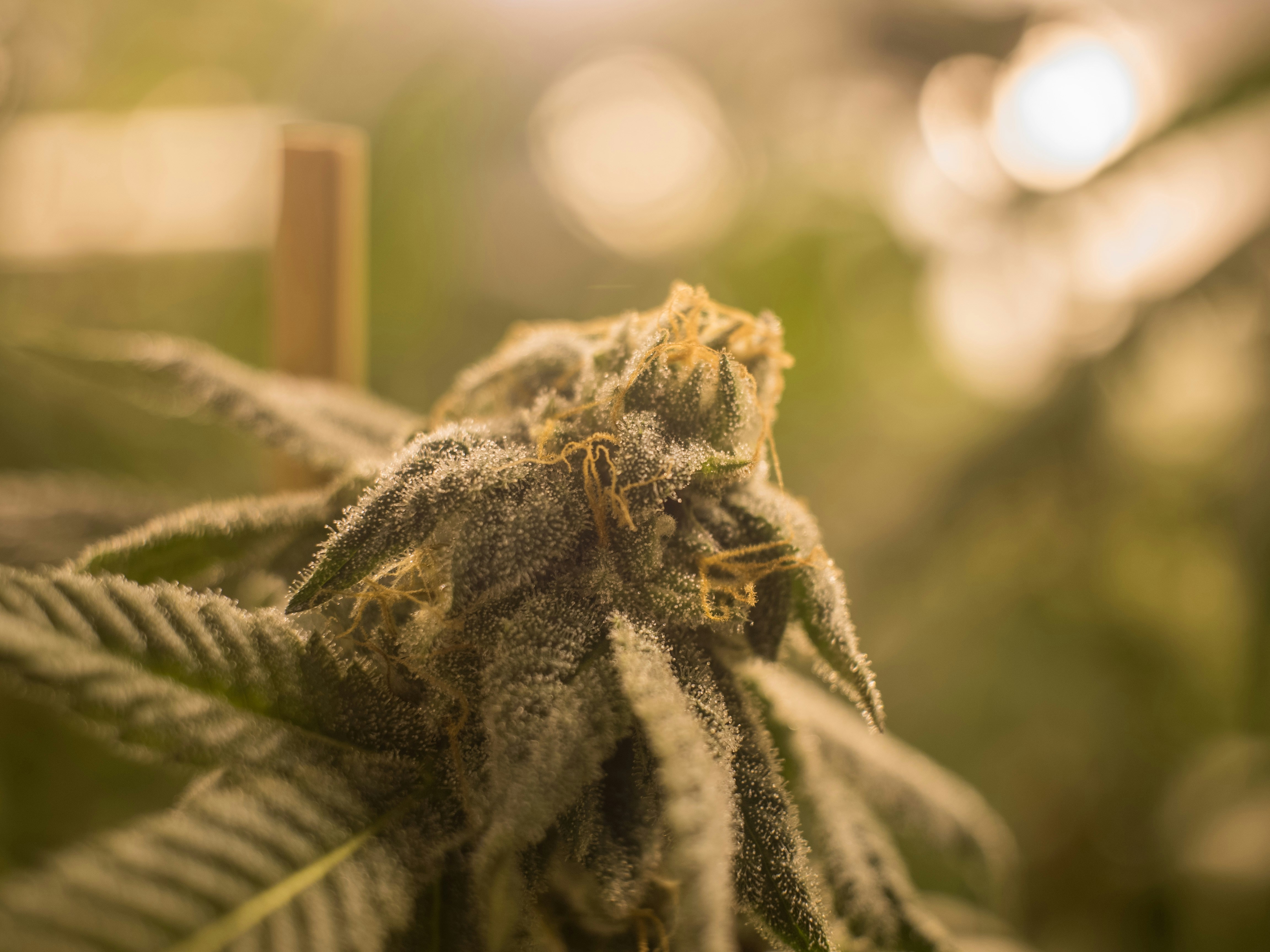 Dew-kissed Cannabis Buds Under Warm Grow Lights