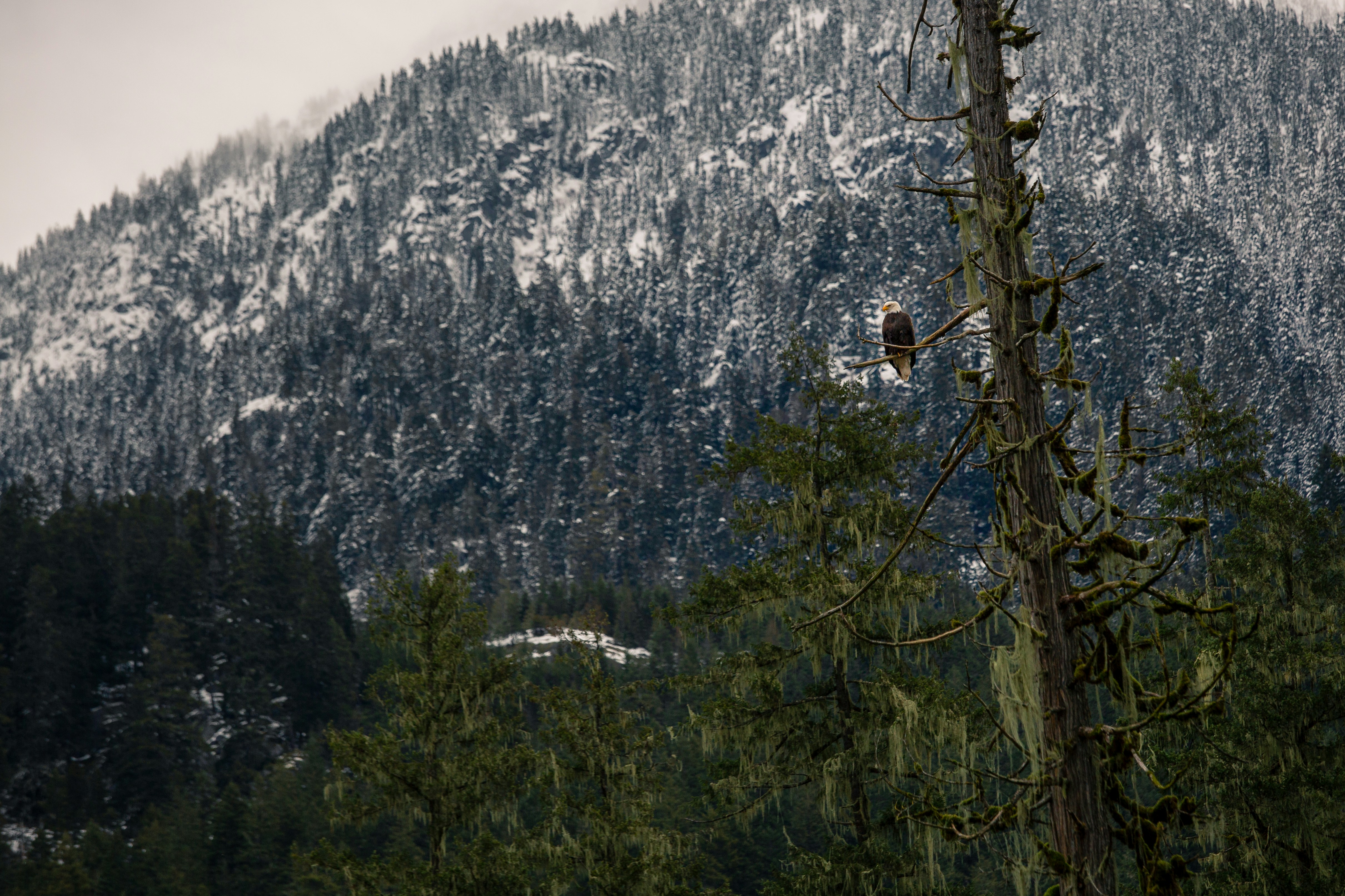 A bald eagle surveys a river valley from a dead tree.  