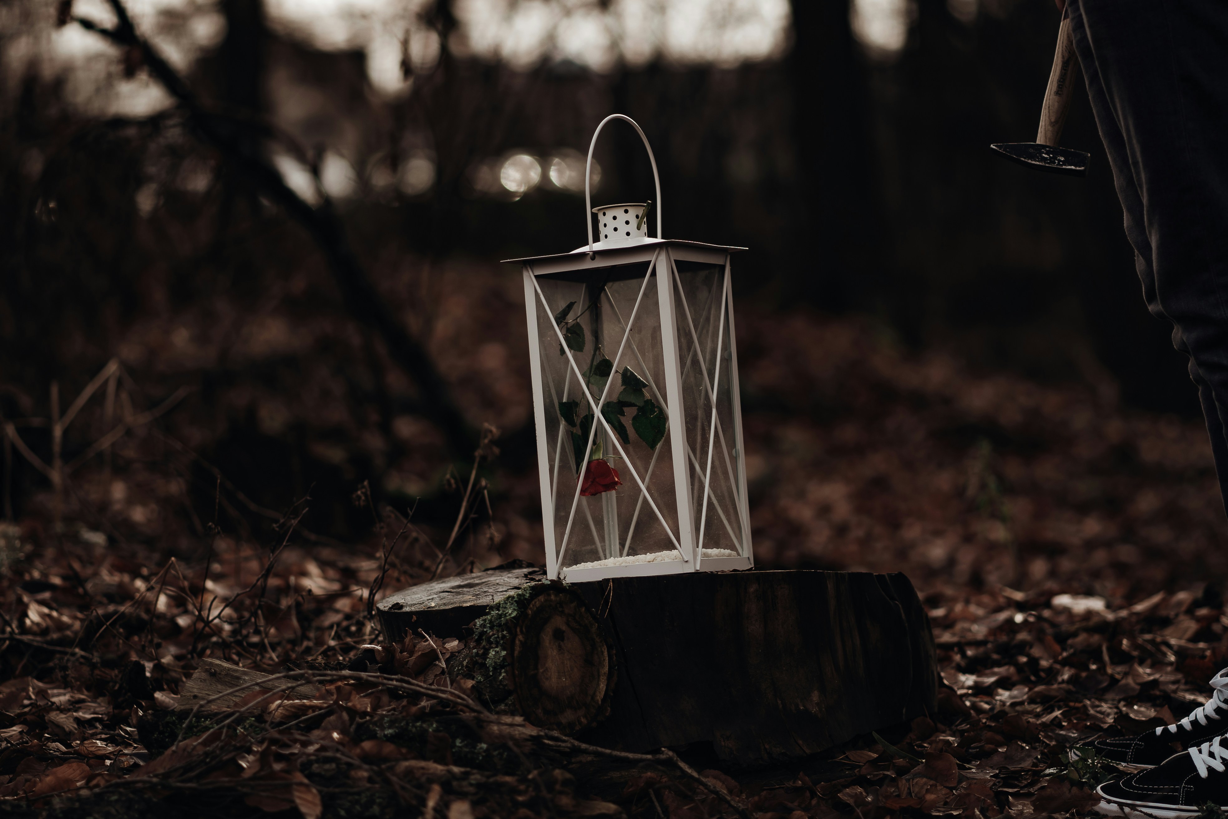 Lantern on a Silent Stump: Warm Glow in a Shadowed Forest