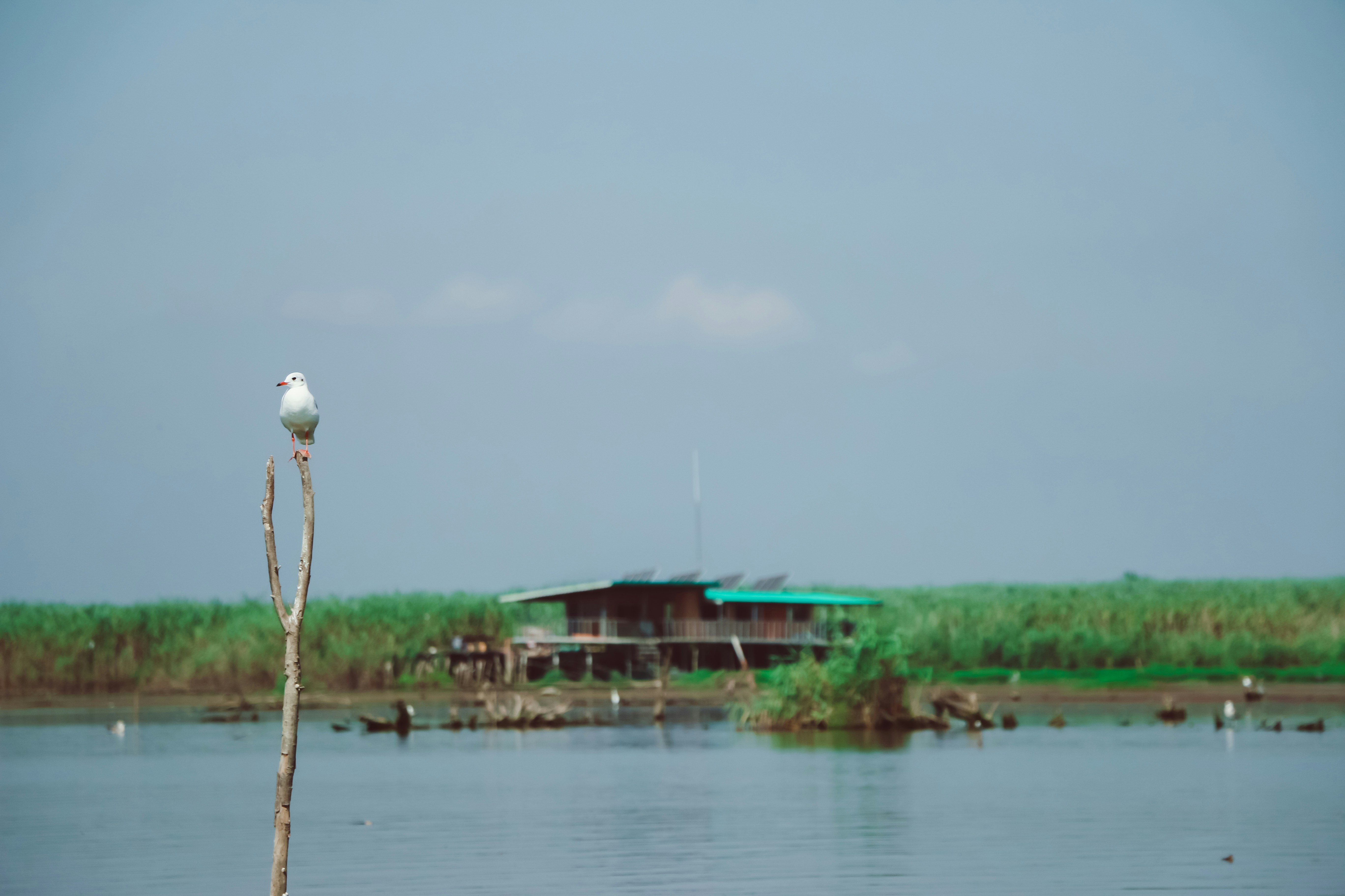 White Gull Perches on a Reed Post Over a Quiet Marsh