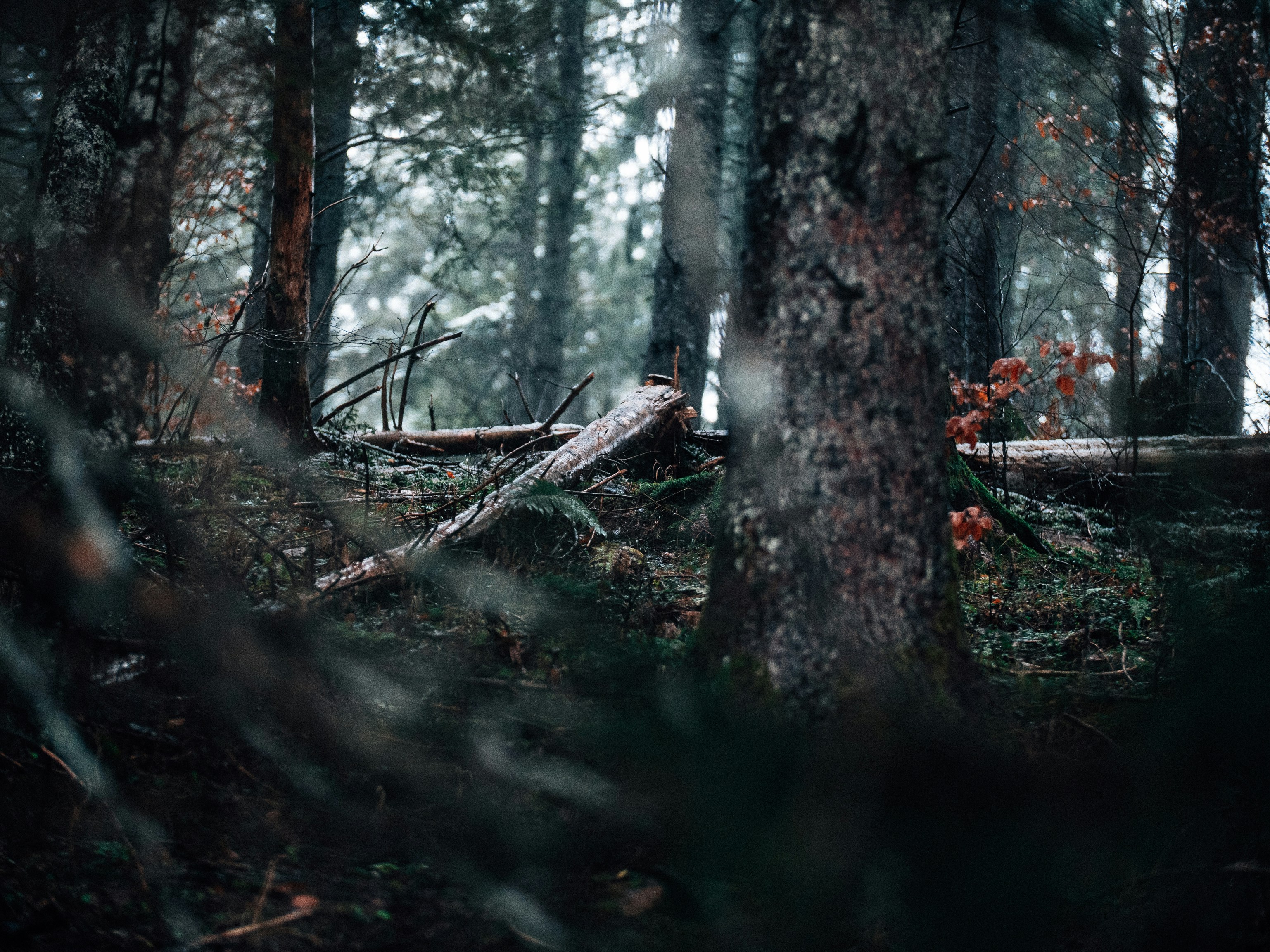 Gray log on ground surrounded with green trees photo – Free Grey Image ...