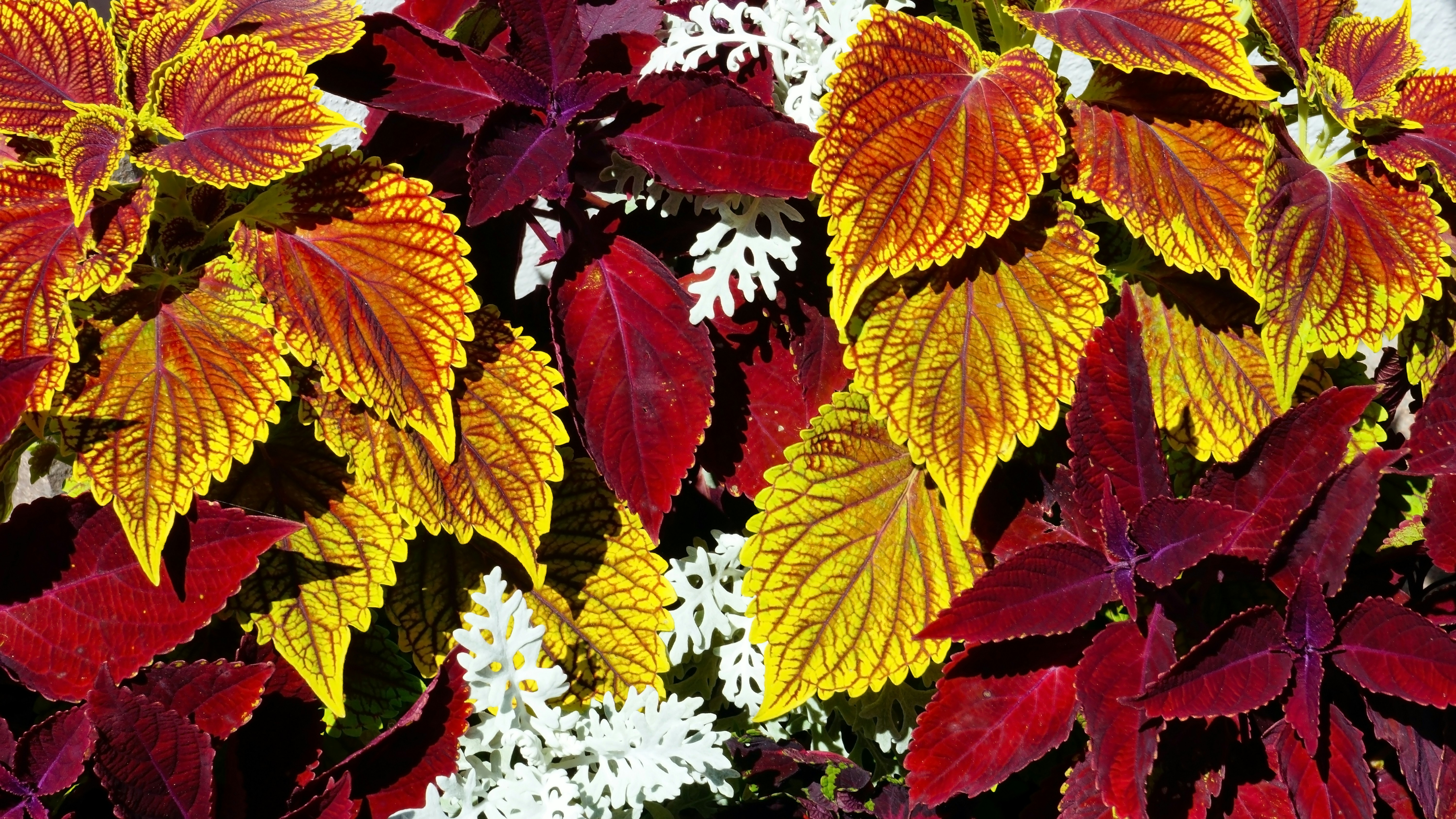 Assorted leaves photo – Free Plant Image on Unsplash