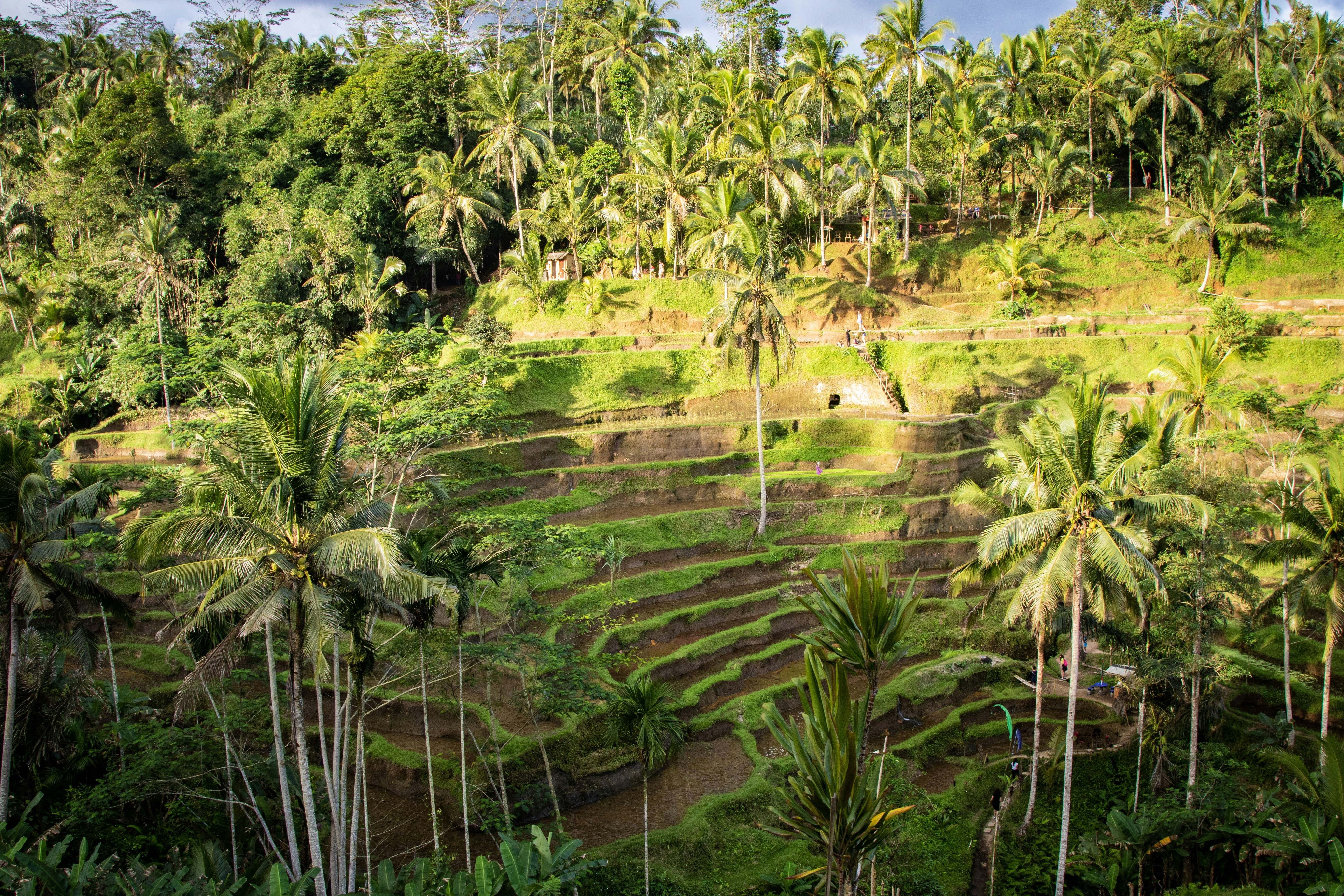 Terrace landscape and vegetation in Bali. | green coconut trees