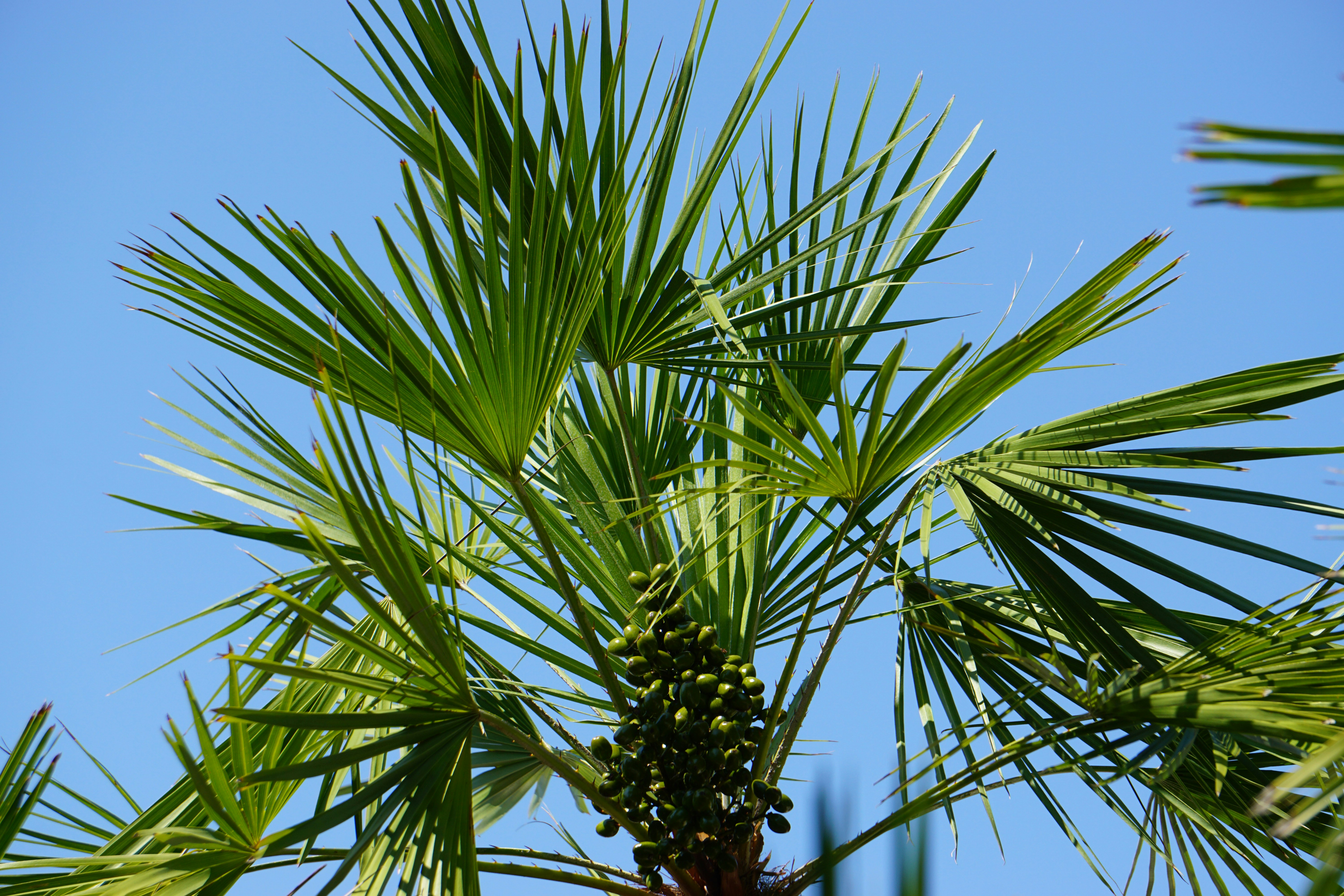 Palmtrees Pictures | Download Free Images on Unsplash