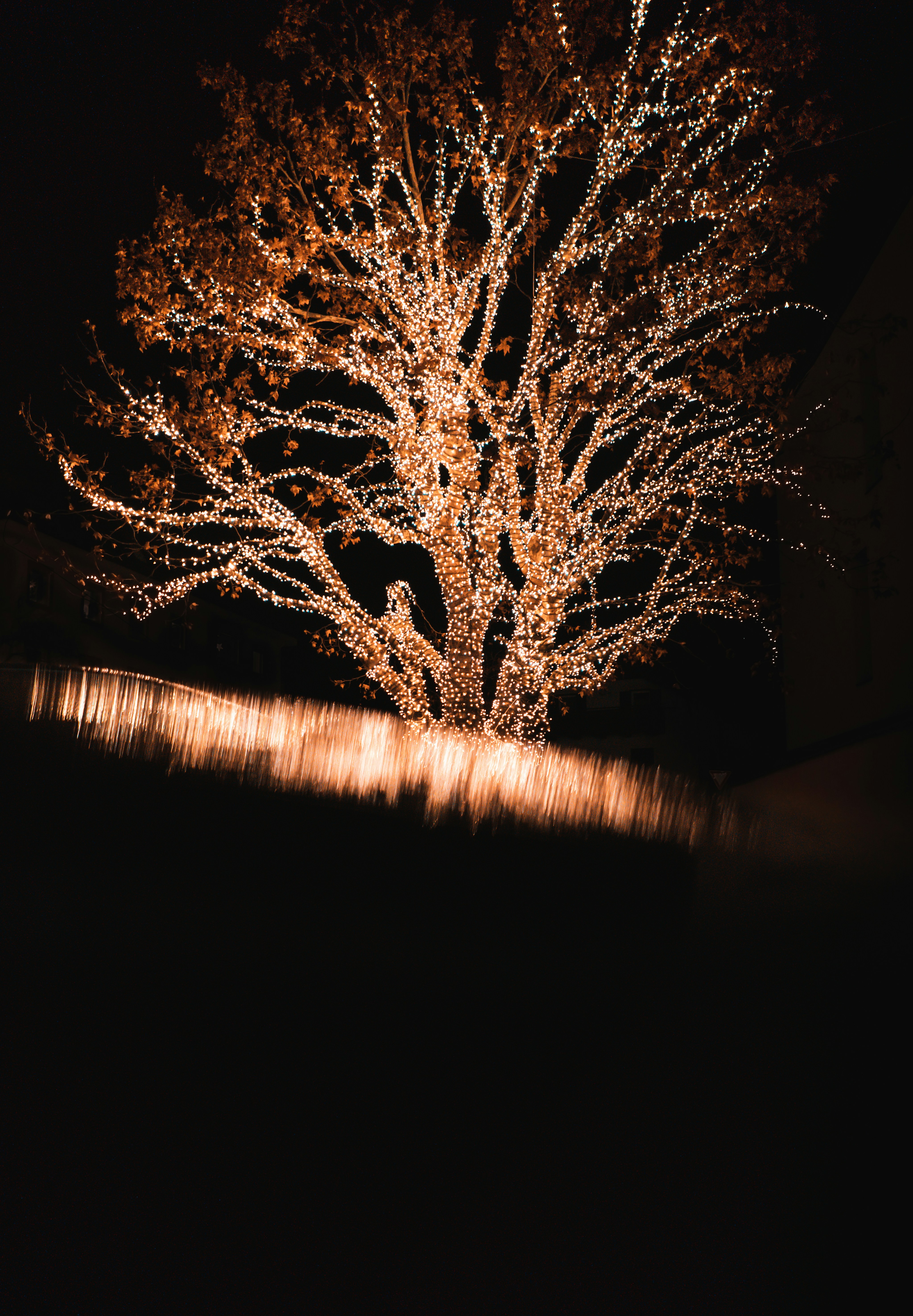 Lighted tree during night time photo – Free Lana Image on Unsplash