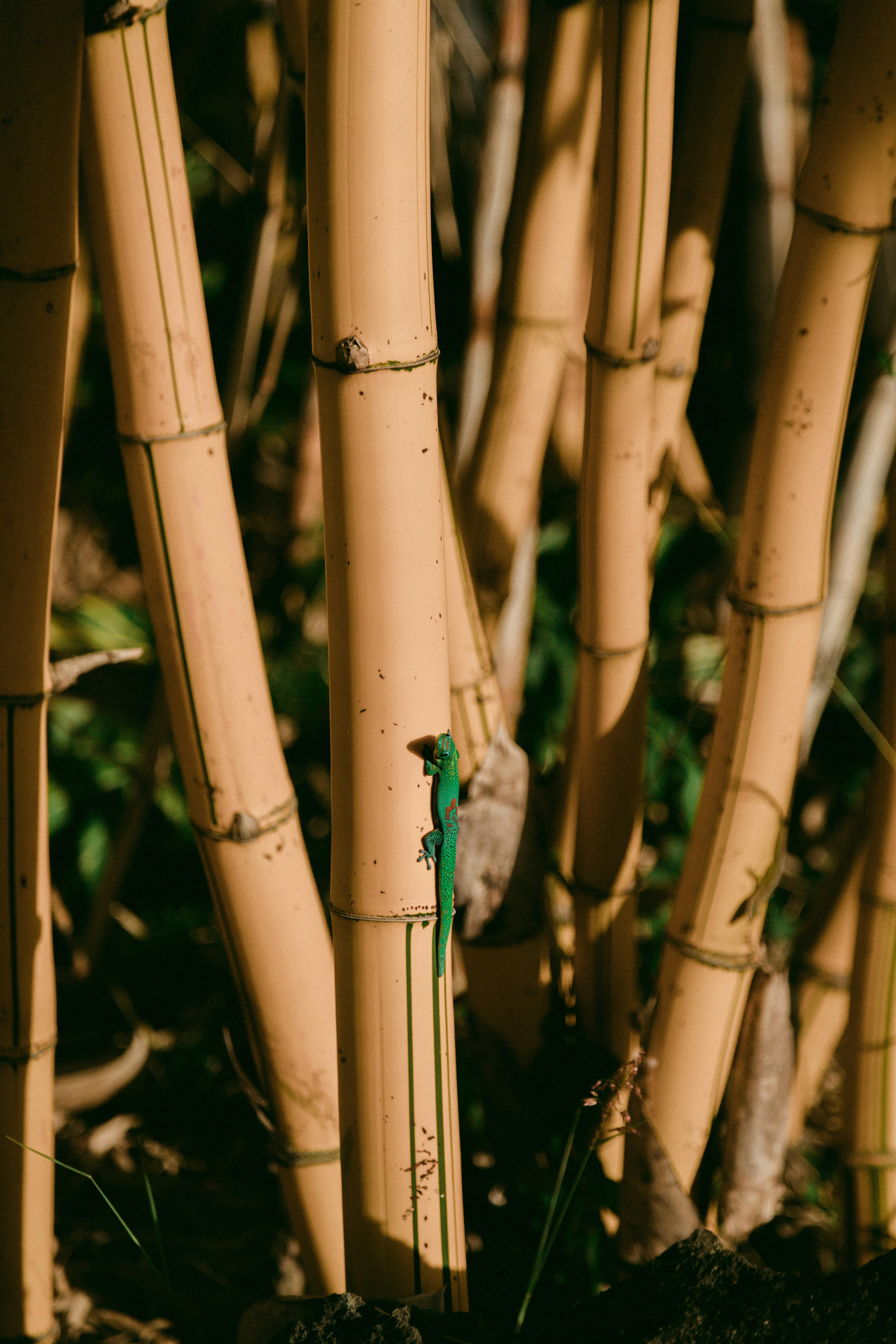 Bright green lizard clings to sunlit bamboo stalks in a dense forest.