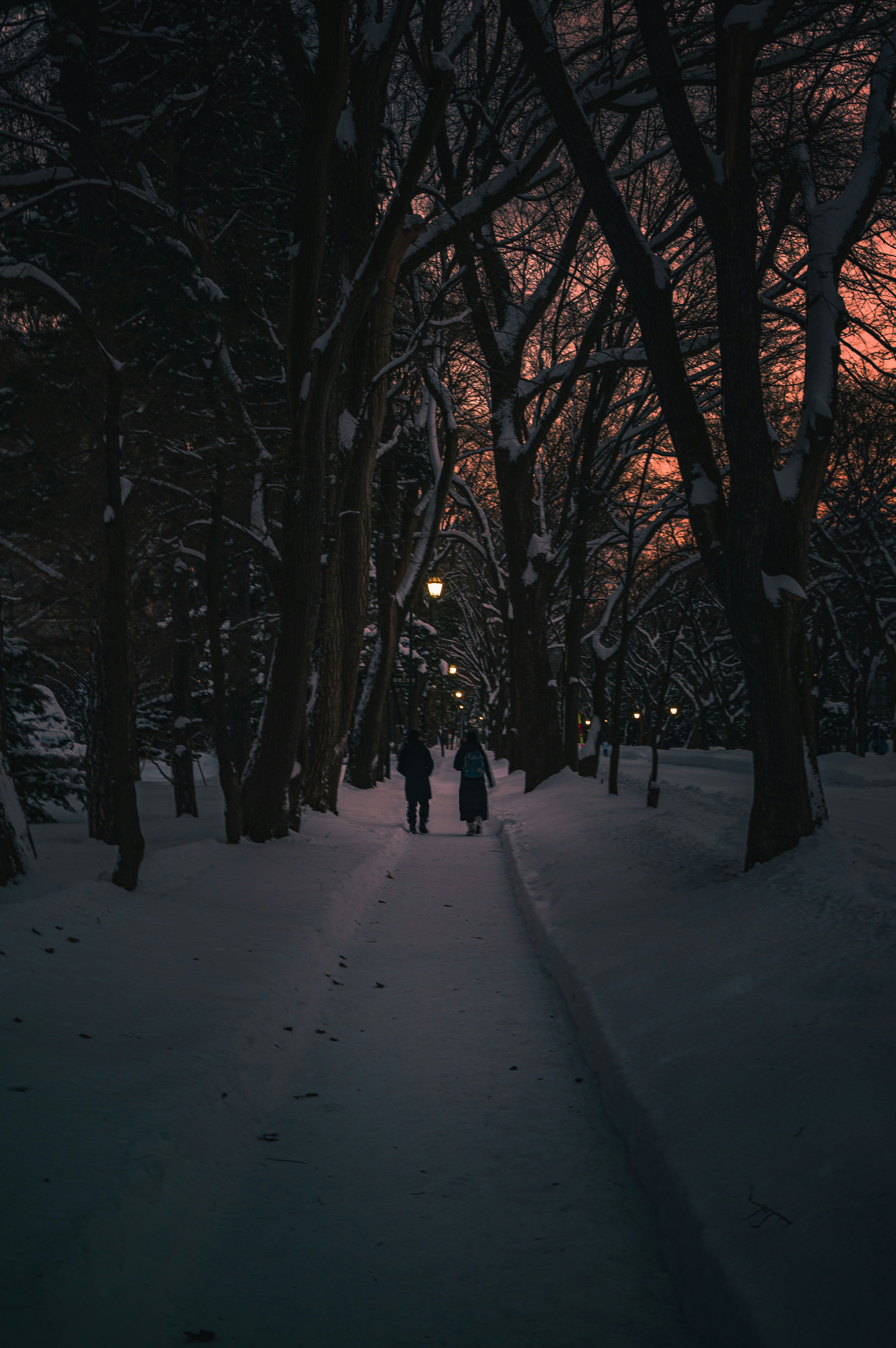 Two persons walking along a pathway between inline trees photo – Free ...