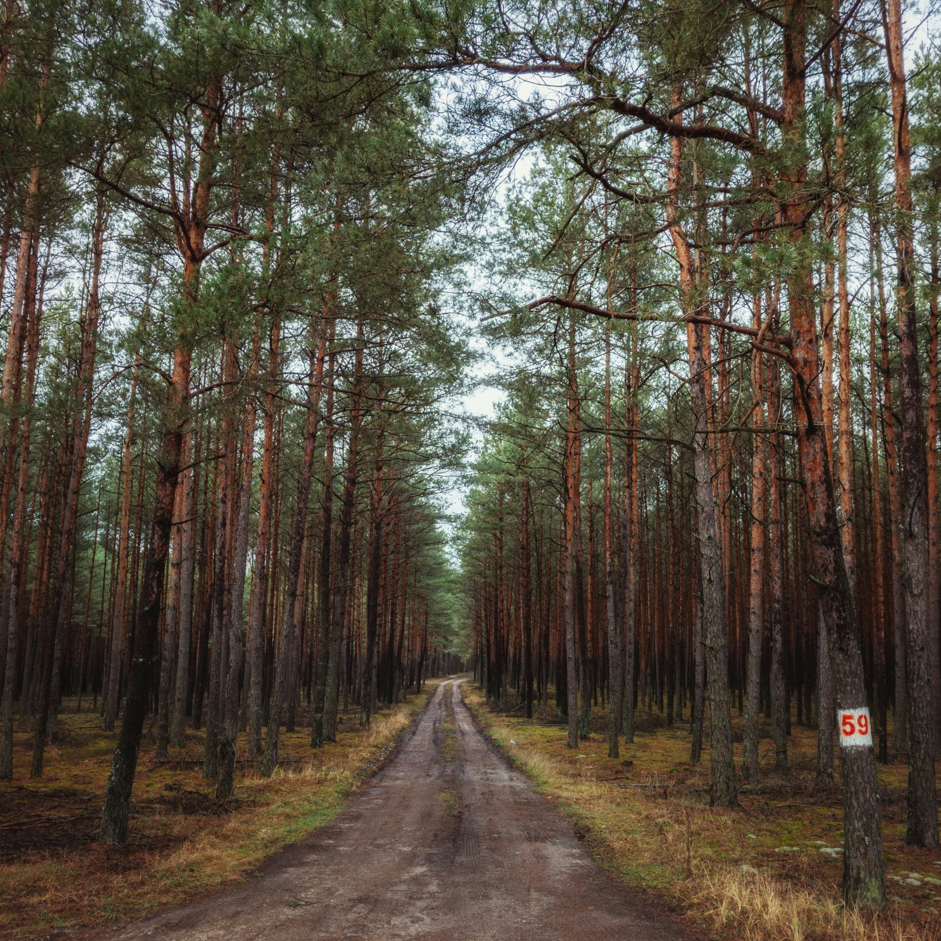 Dirt road cutting through a dense forest of tall pine trees under a cloudy sky.