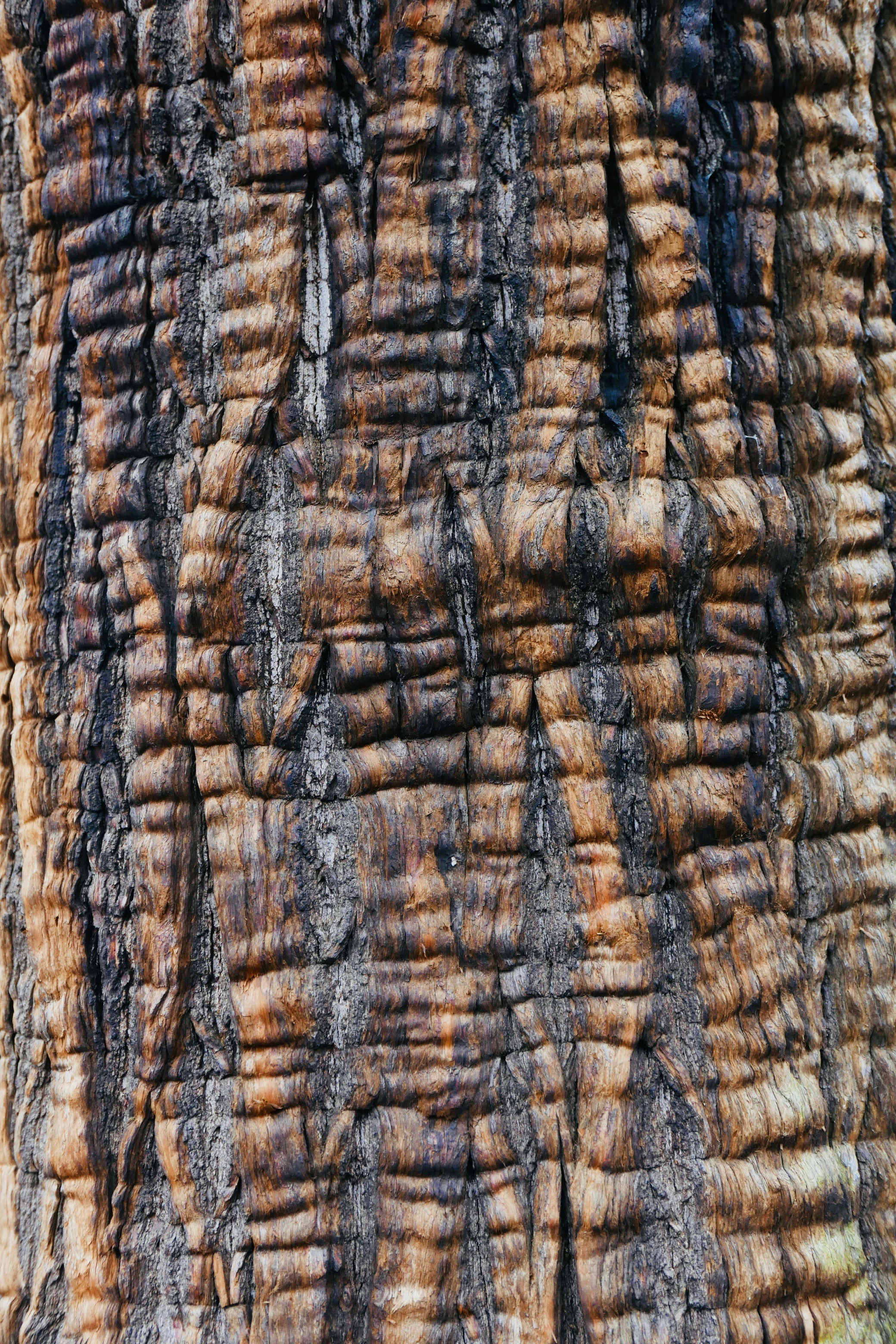 Intricate patterns of a tree trunk showcasing rich textures and earthy tones.