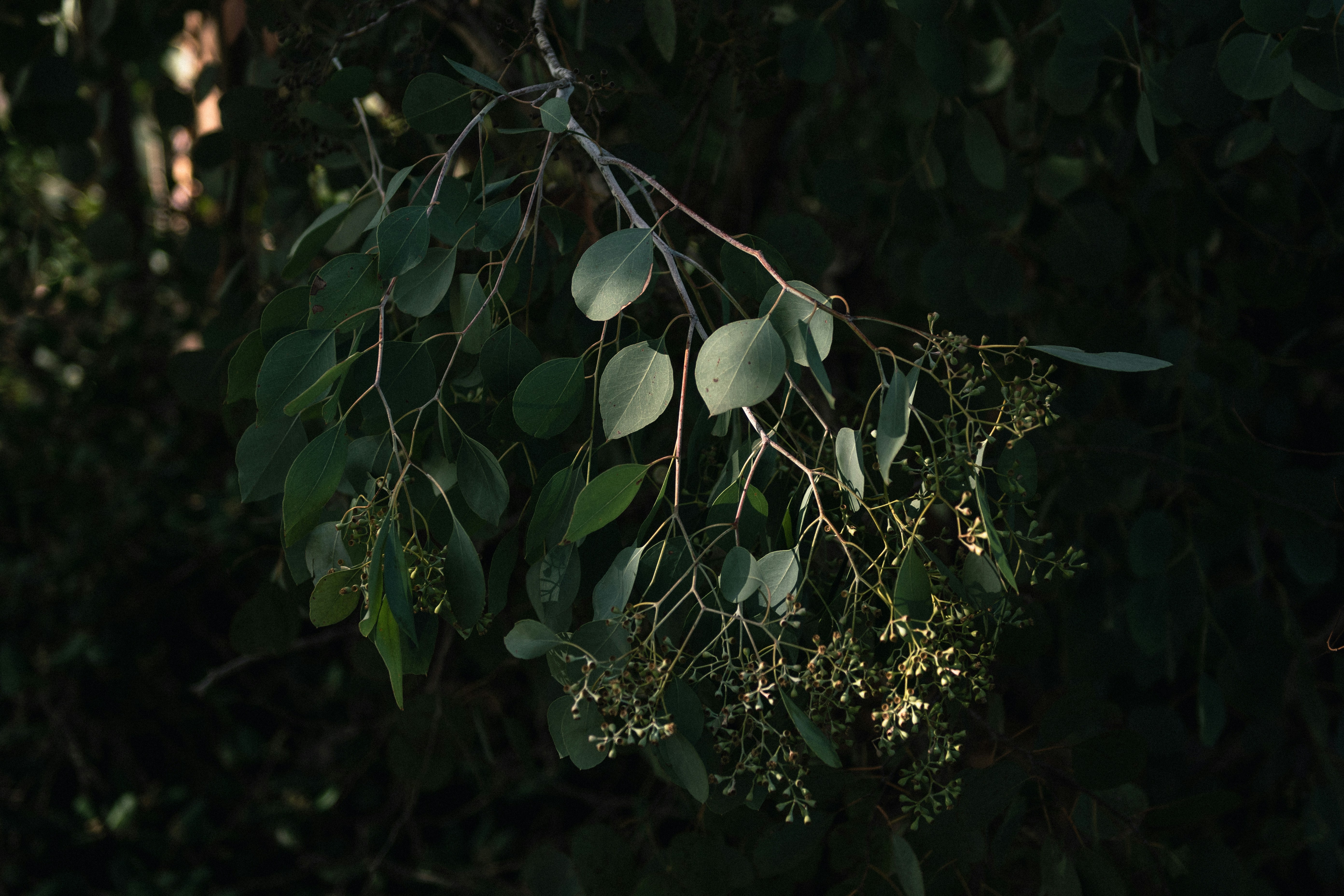 shallow focus photo of green leaves
