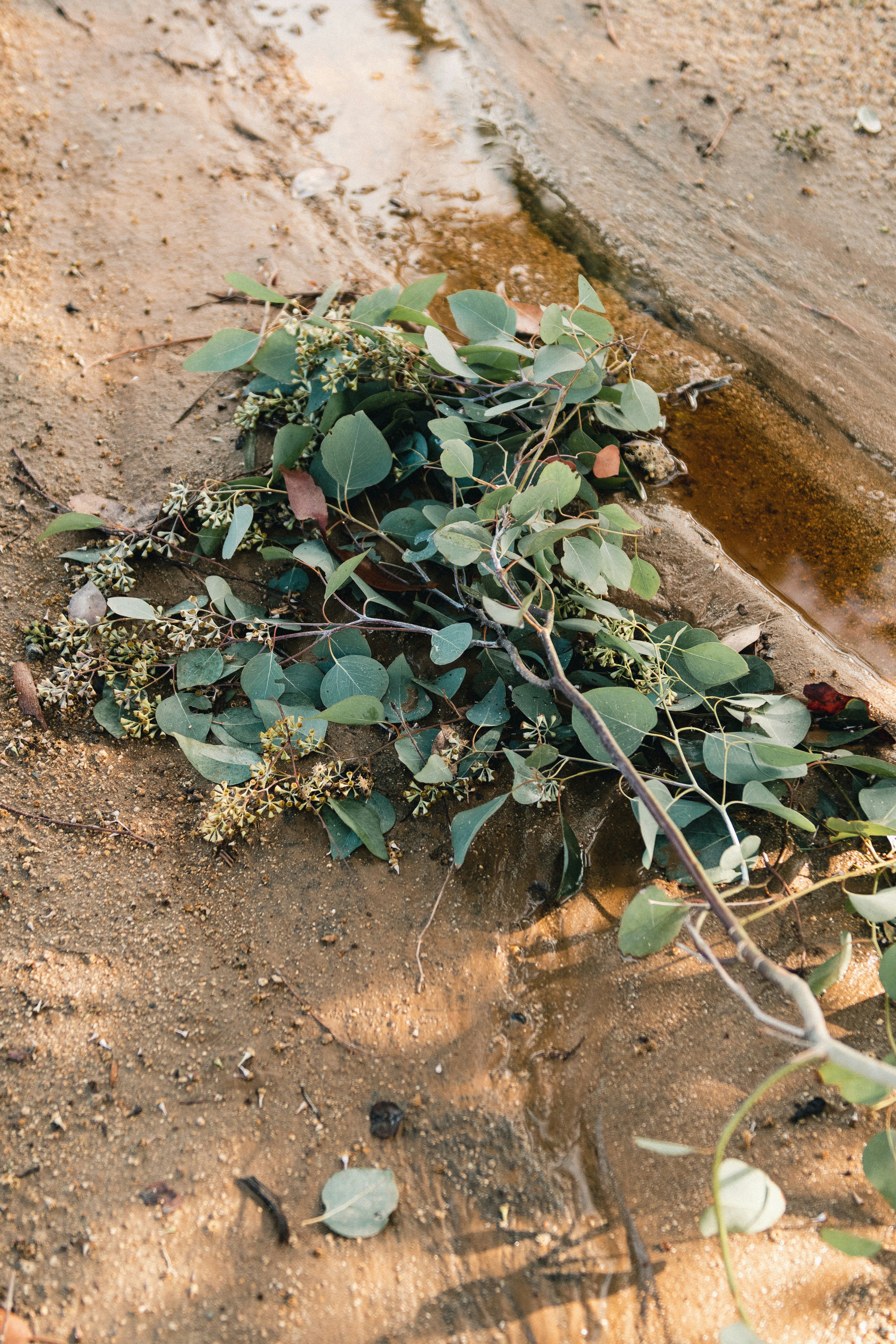 Emerald Cluster on a Rust-Colored Creek Bed
