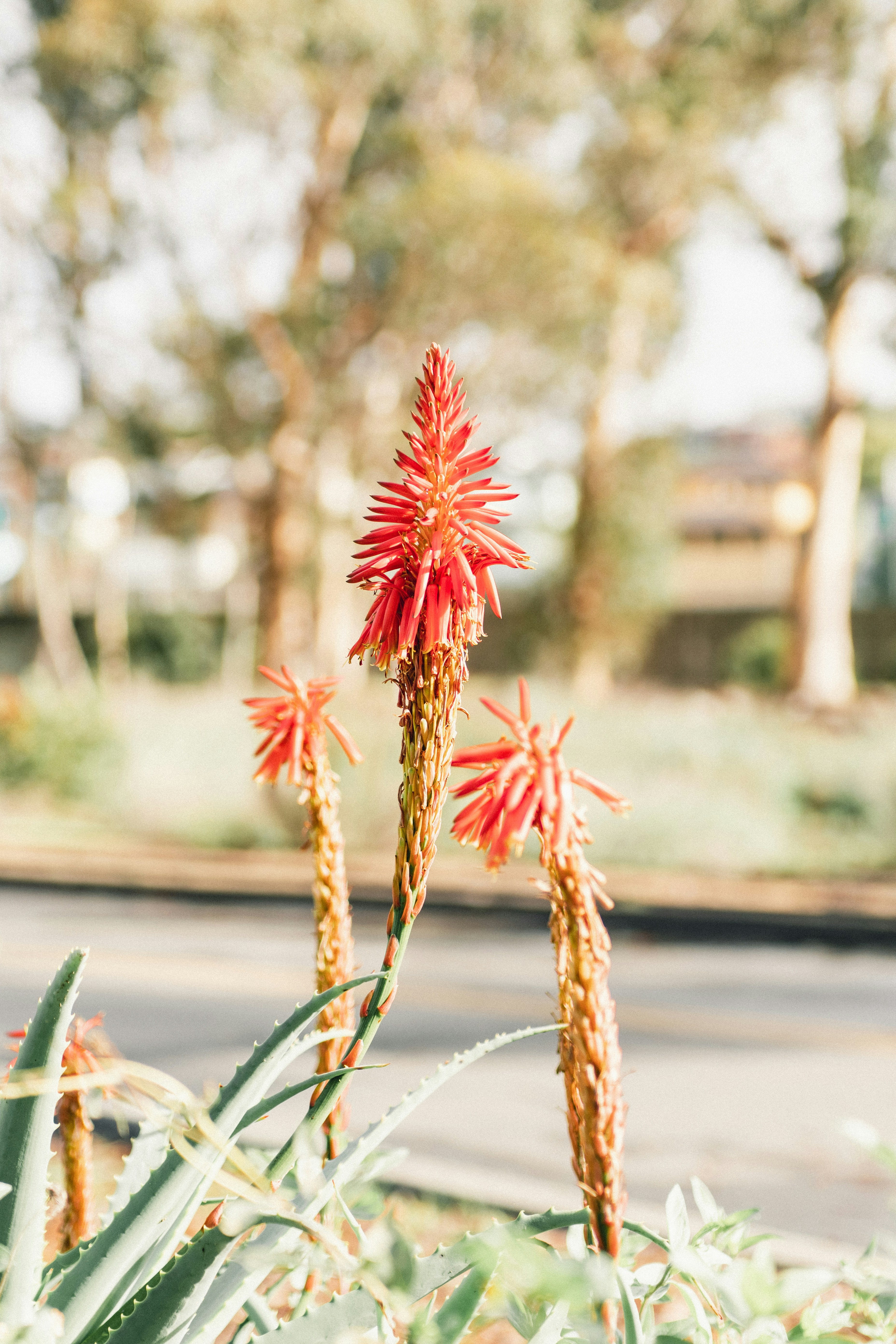 Crimson Torch: A Close-Up of Bold Red Blooms Against a Blurred Street Scene