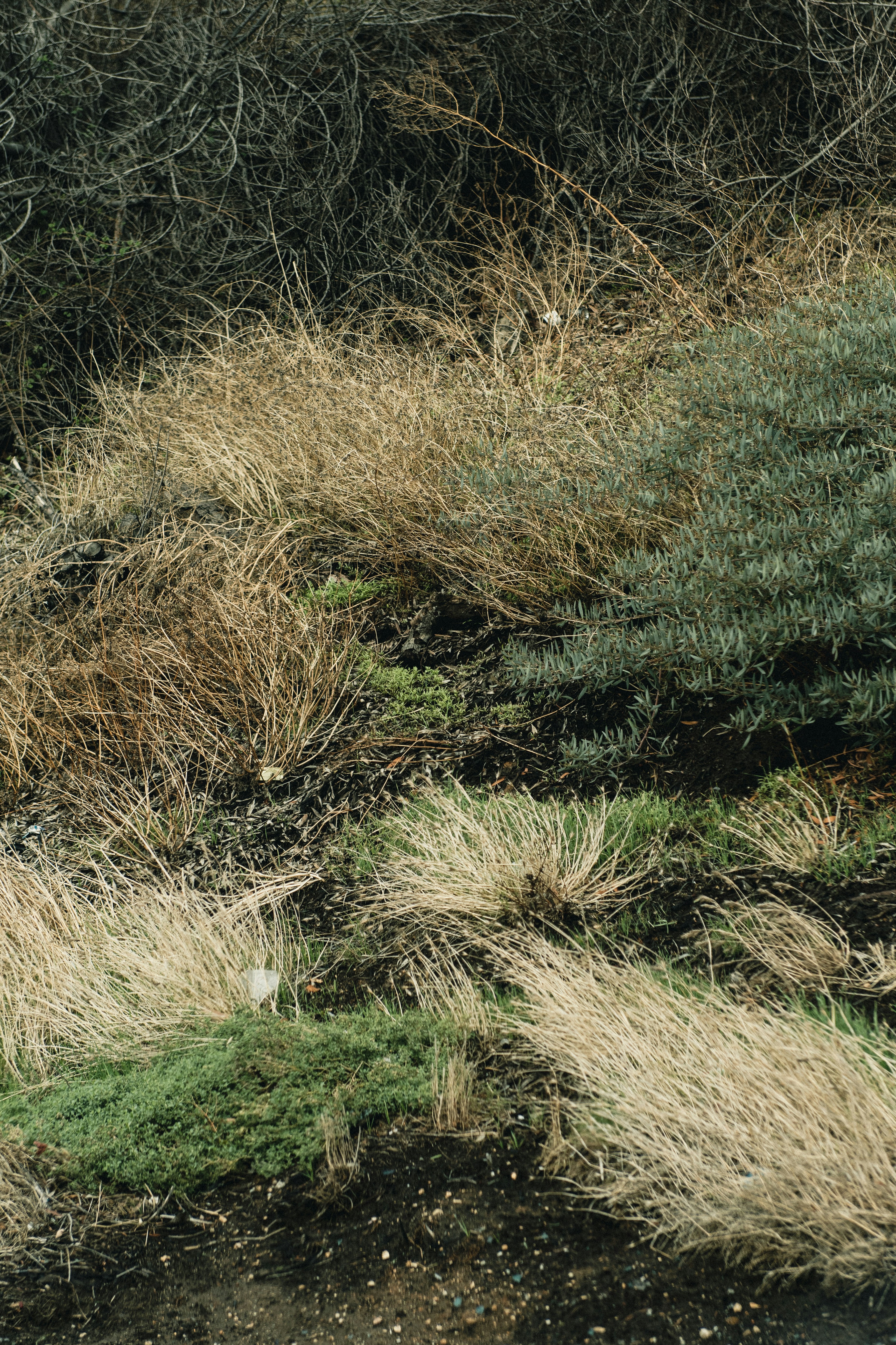Amber Tufts Meet the Shadowed Thicket