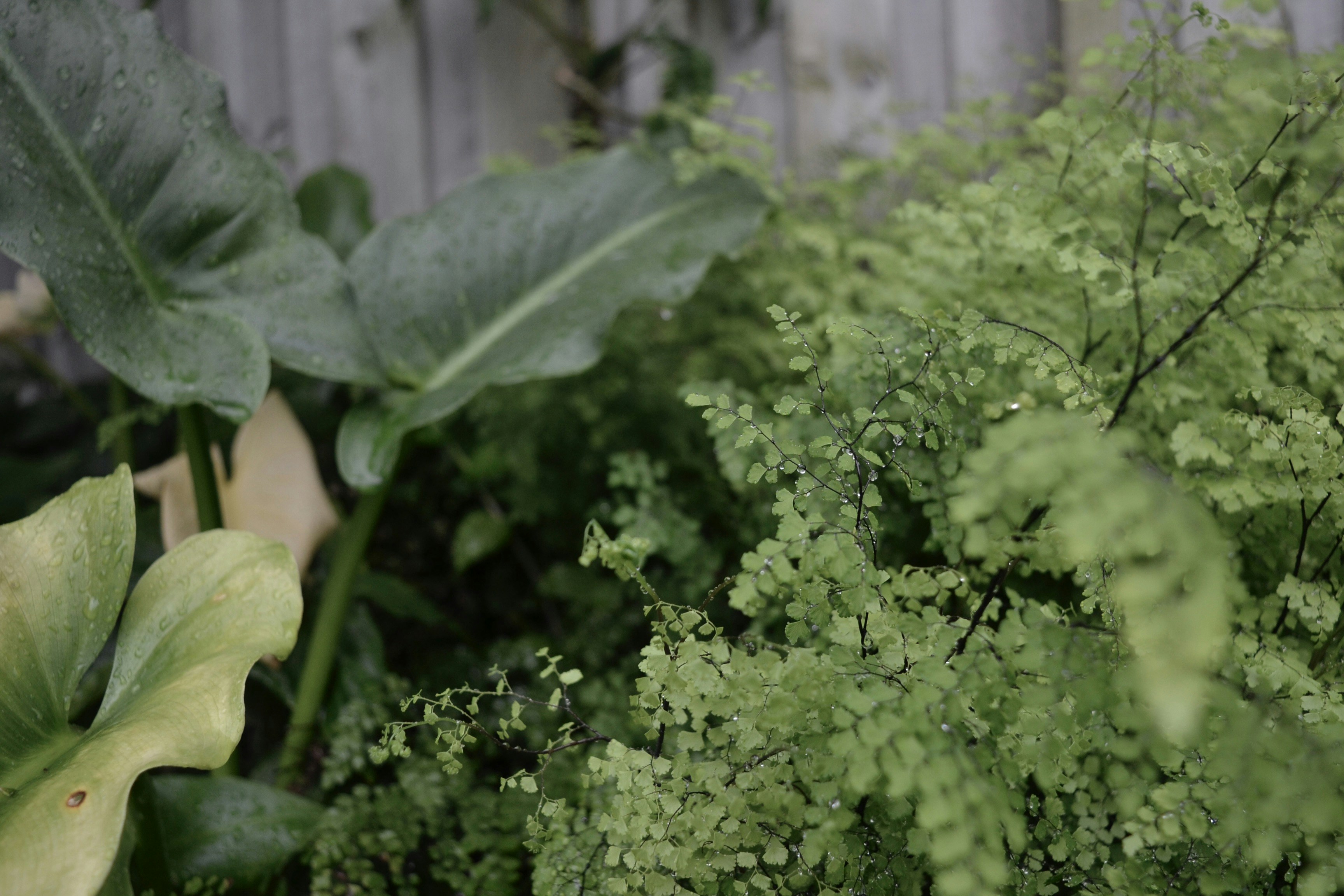 Lush green plants intermingling in a tranquil garden setting, showcasing diverse textures and shades of foliage.
