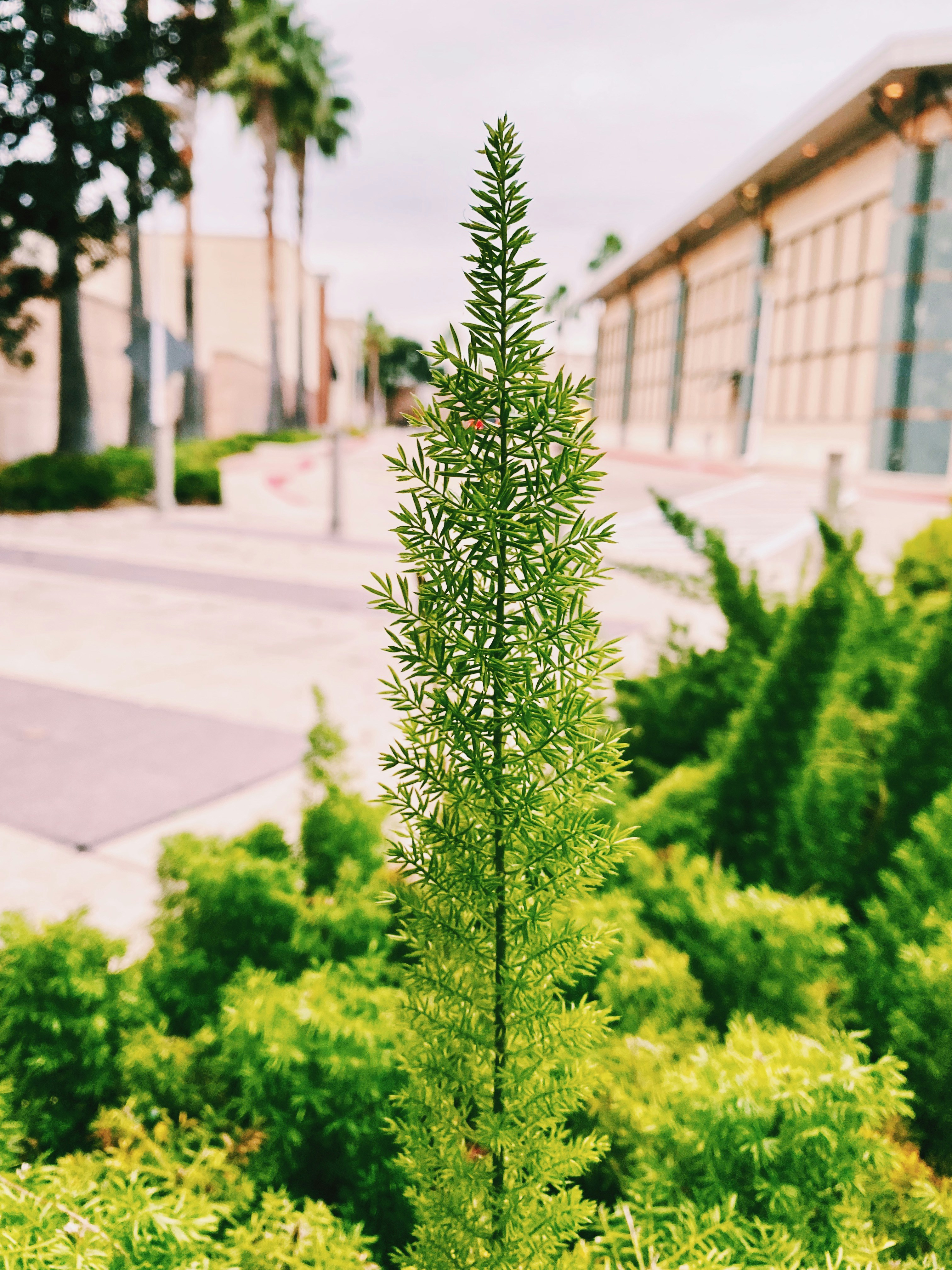 Lone Green Sentinel Amid Concrete Corridors