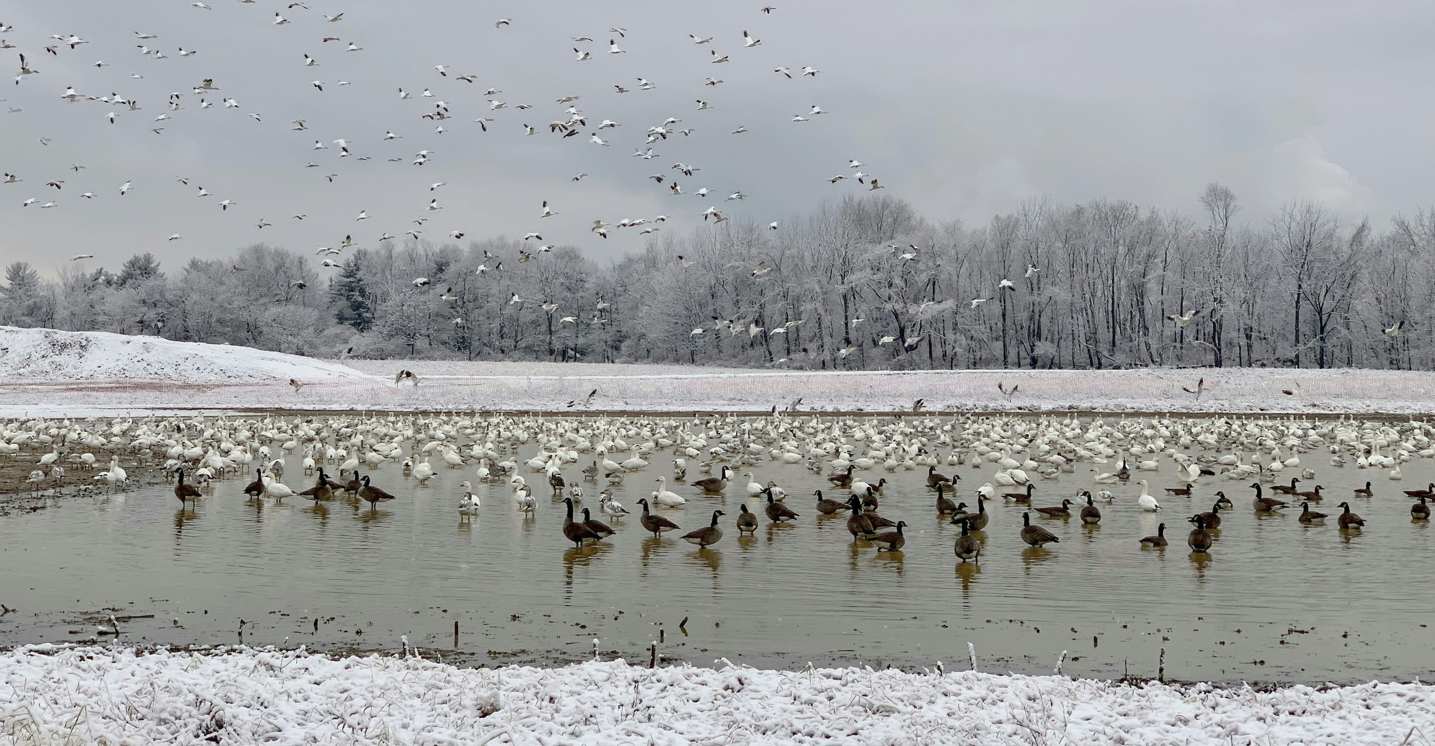 Flock of birds rests on a snowy lake surrounded by frosted trees and a gray sky.