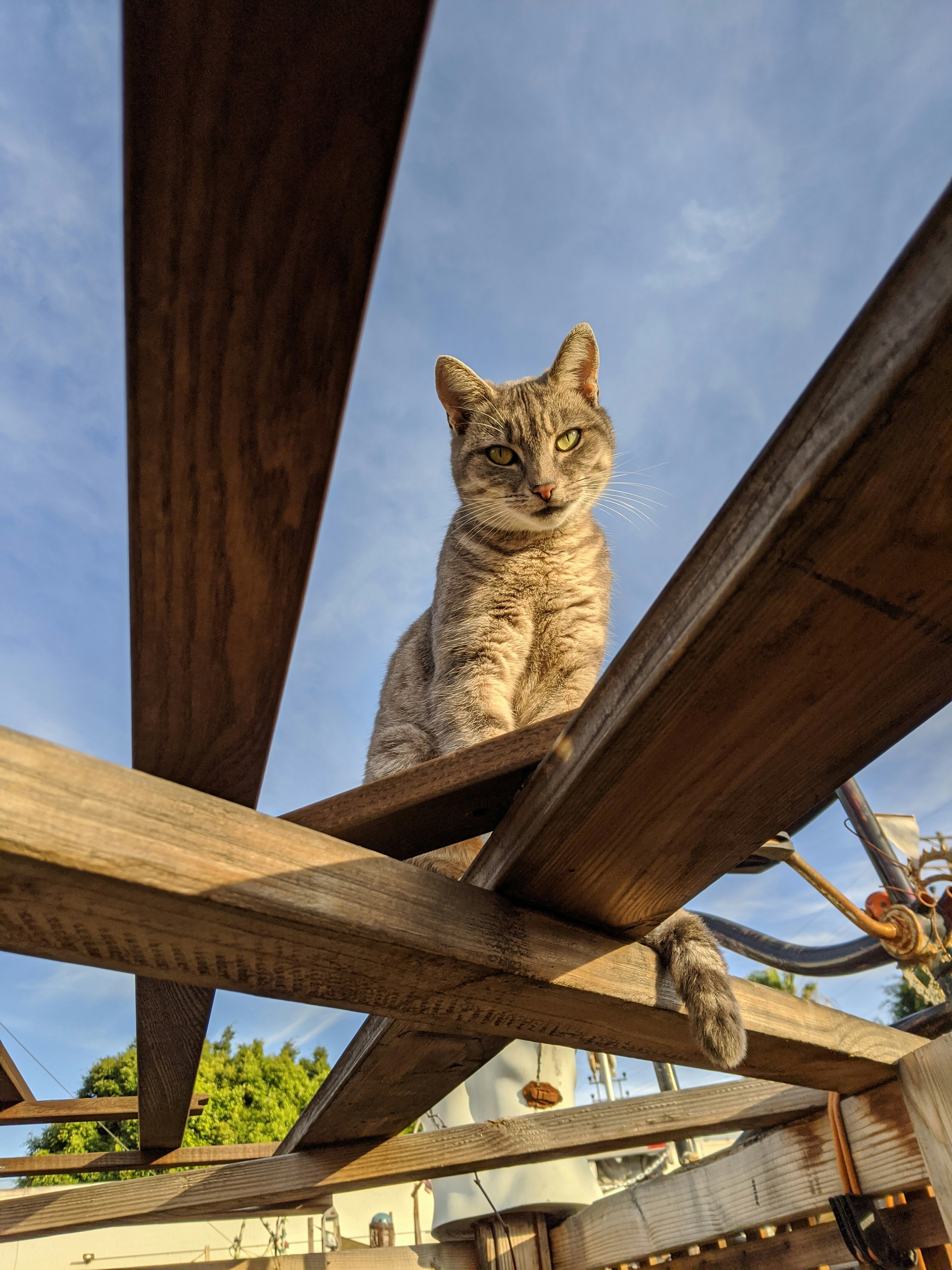 Cat on the Beam: A Confident Stare from Above