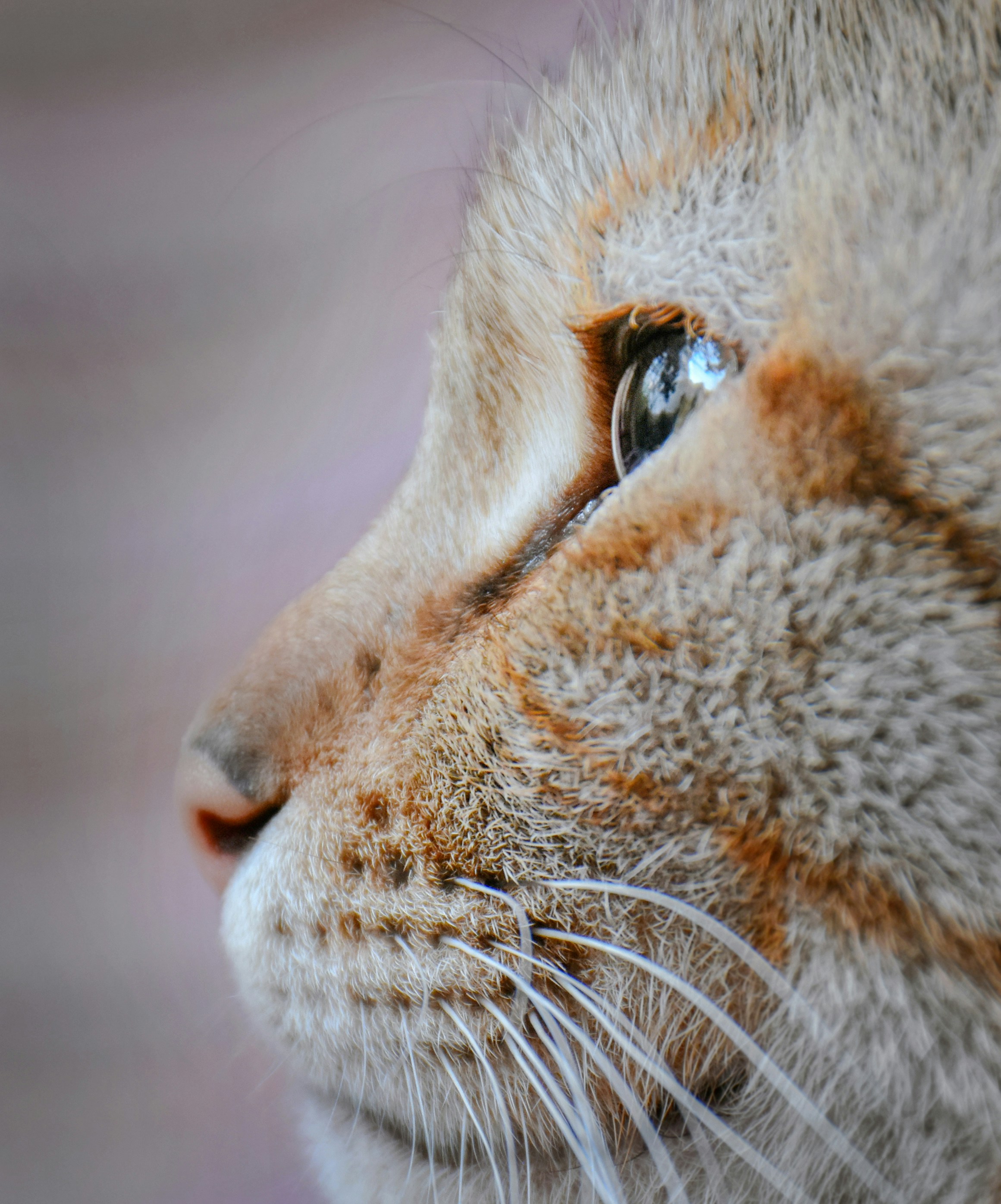 Glimpse of a Quiet Gaze: Close-Up Cat Portrait in Soft Fur