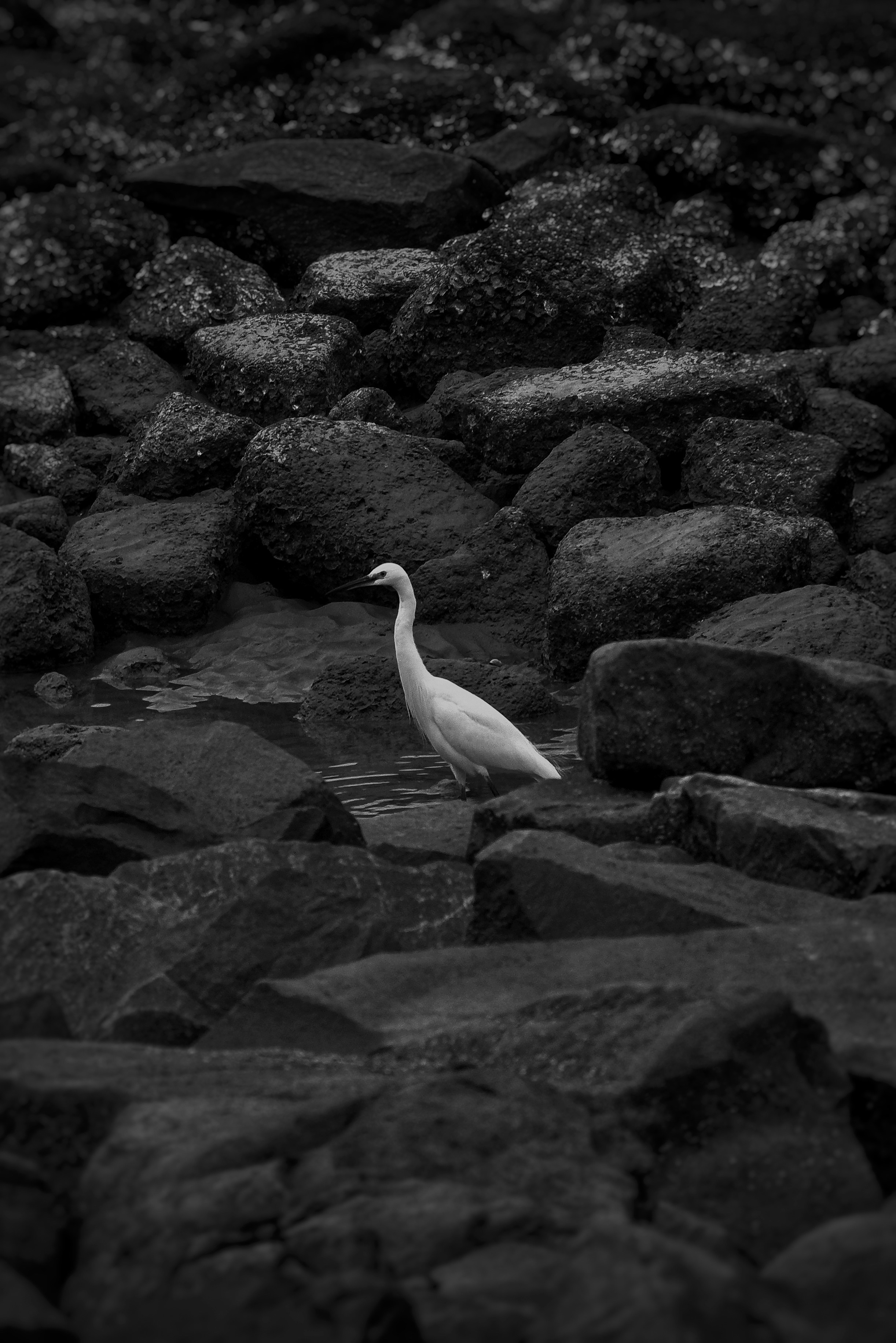 Grey Shoreline, White Heron: A Quiet Egret Among Boulders