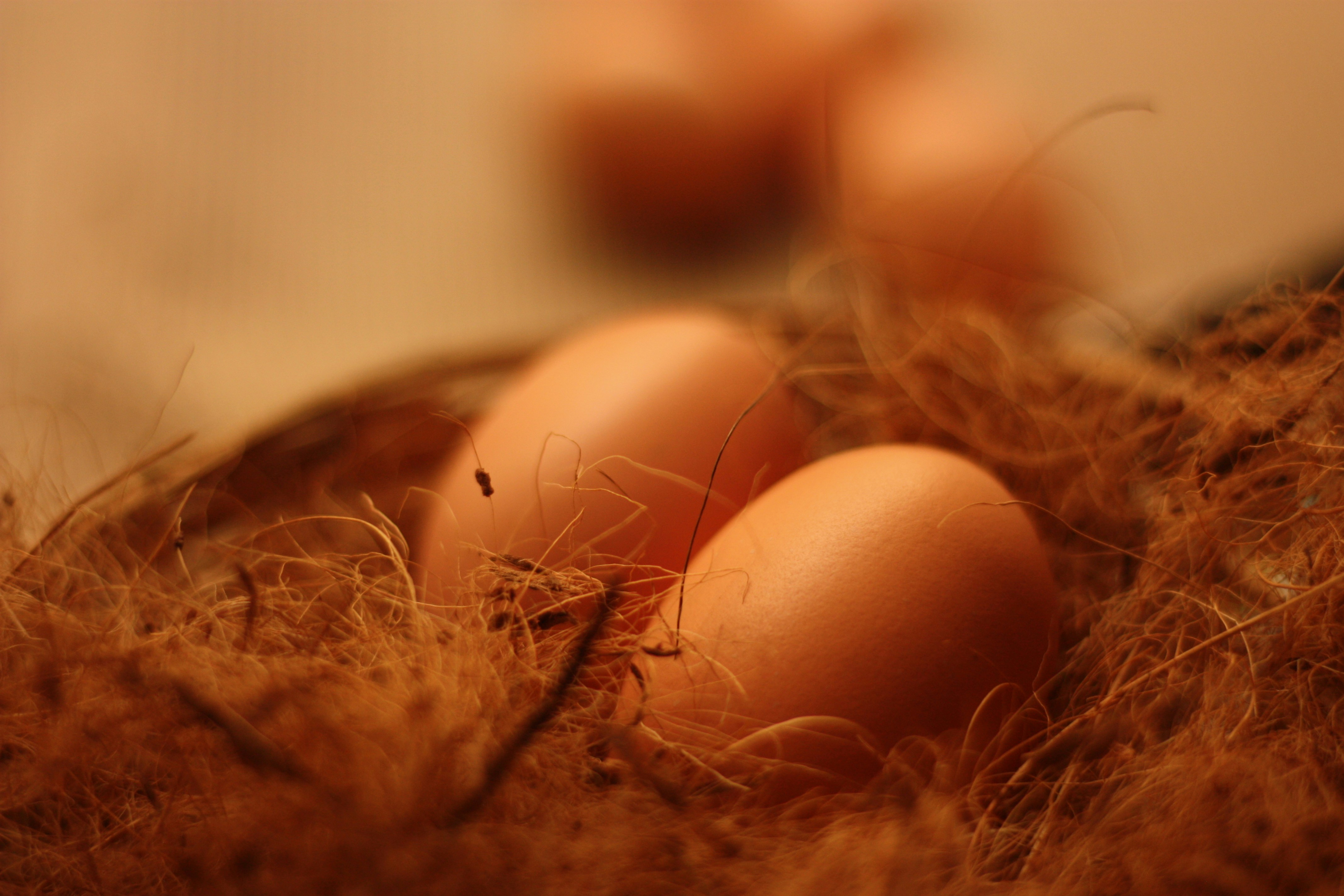 Two brown eggs nestled in a bed of soft, natural fibers, suggesting warmth and potential. The gentle focus highlights their smooth surface and subtle textures.
