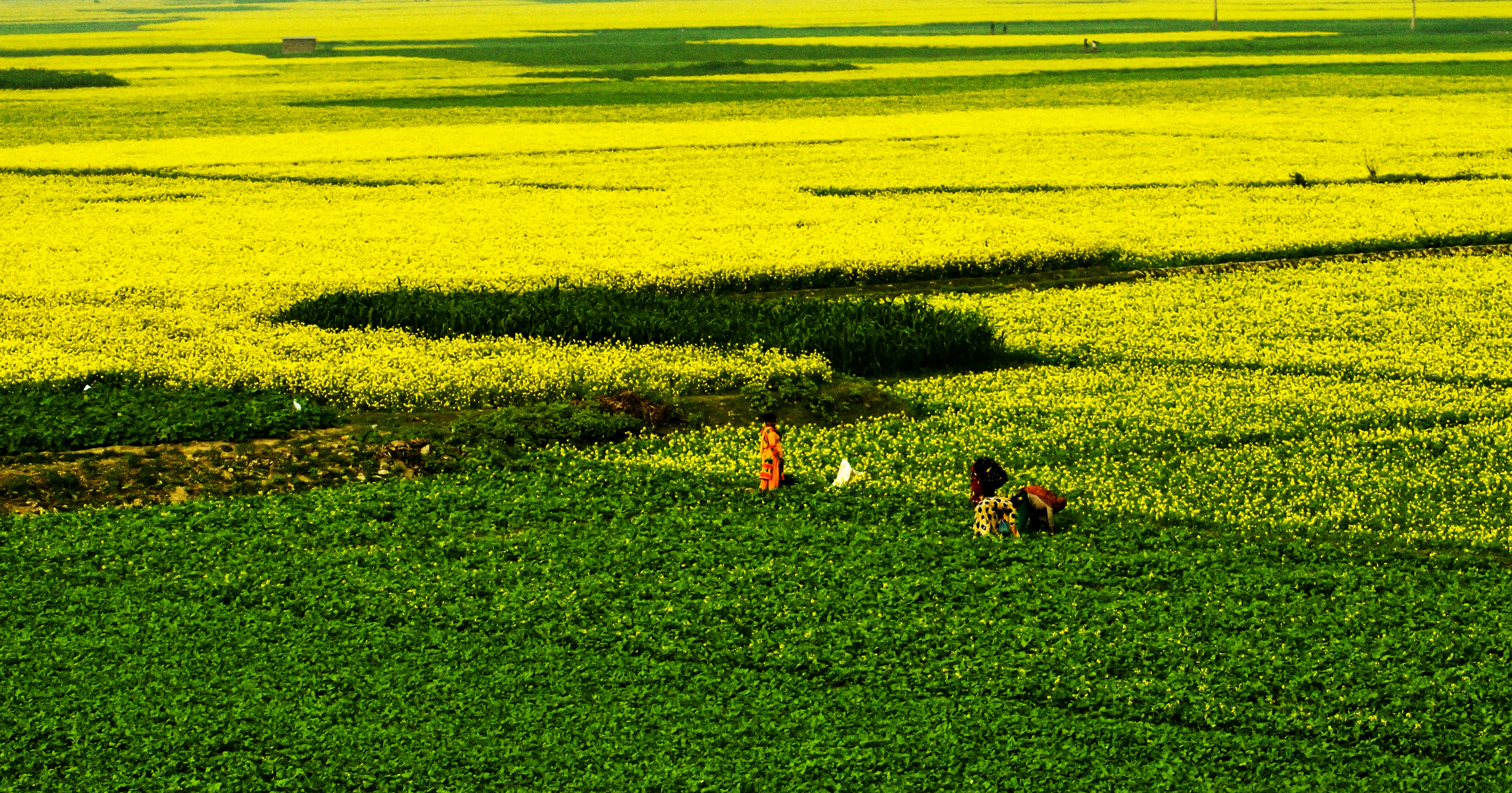 Golden Waves of Mustard