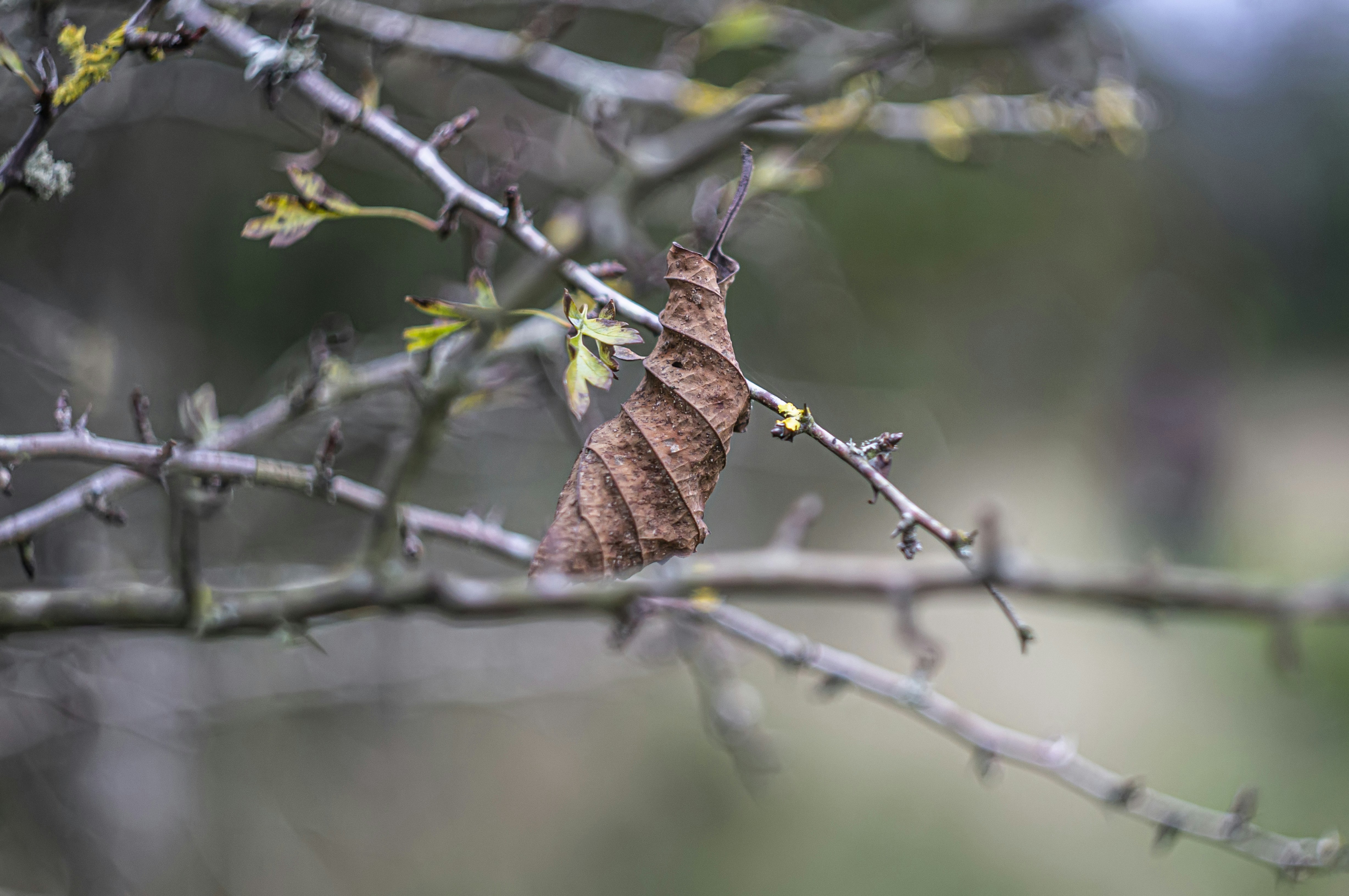 Lone brown leaf clings to a thorny twig, framed by soft, mossy-green bokeh.