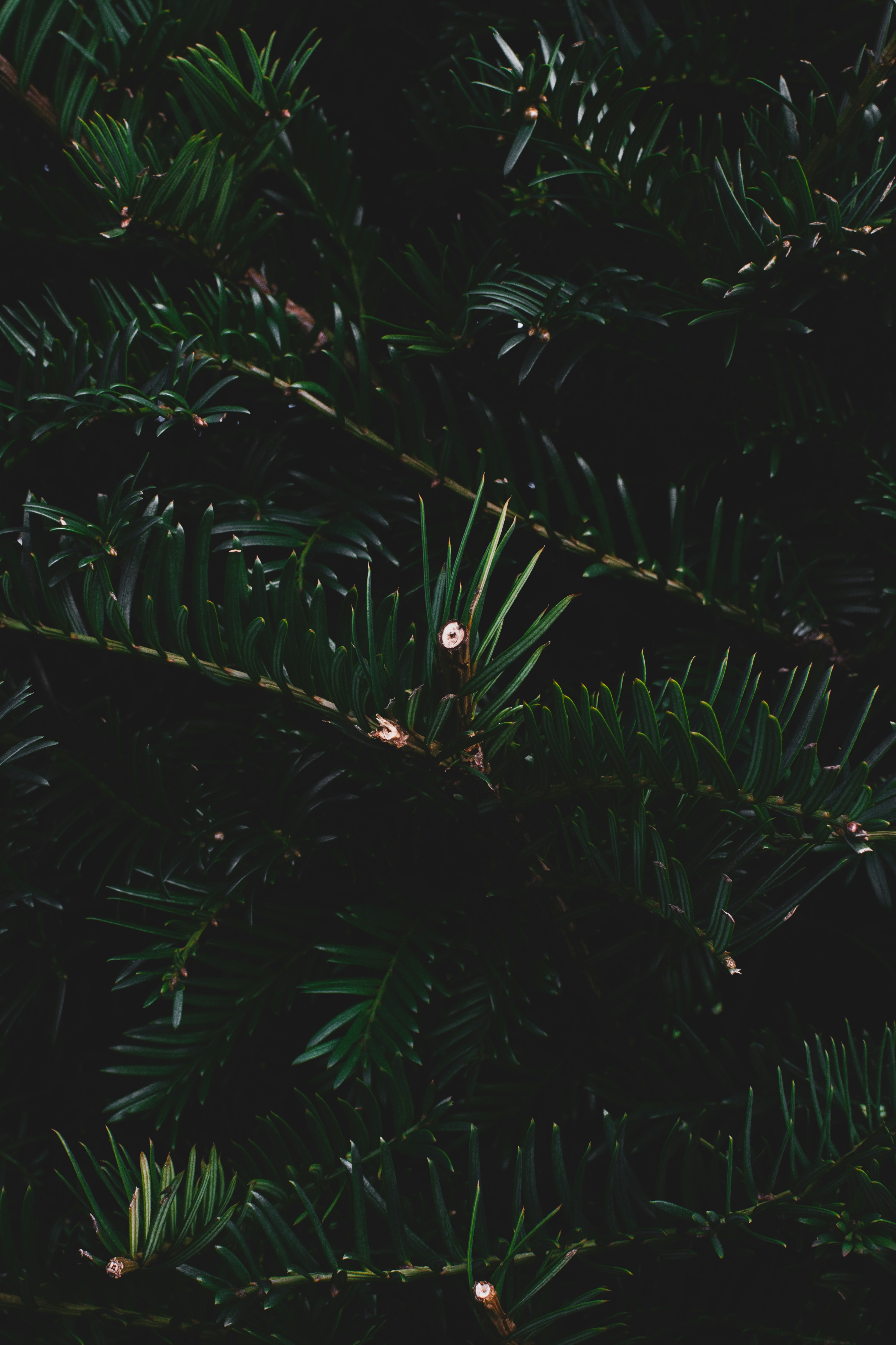 Close-up of lush evergreen foliage with varying shades of green against a dark backdrop. The image highlights the intricate textures and patterns of the leaves.