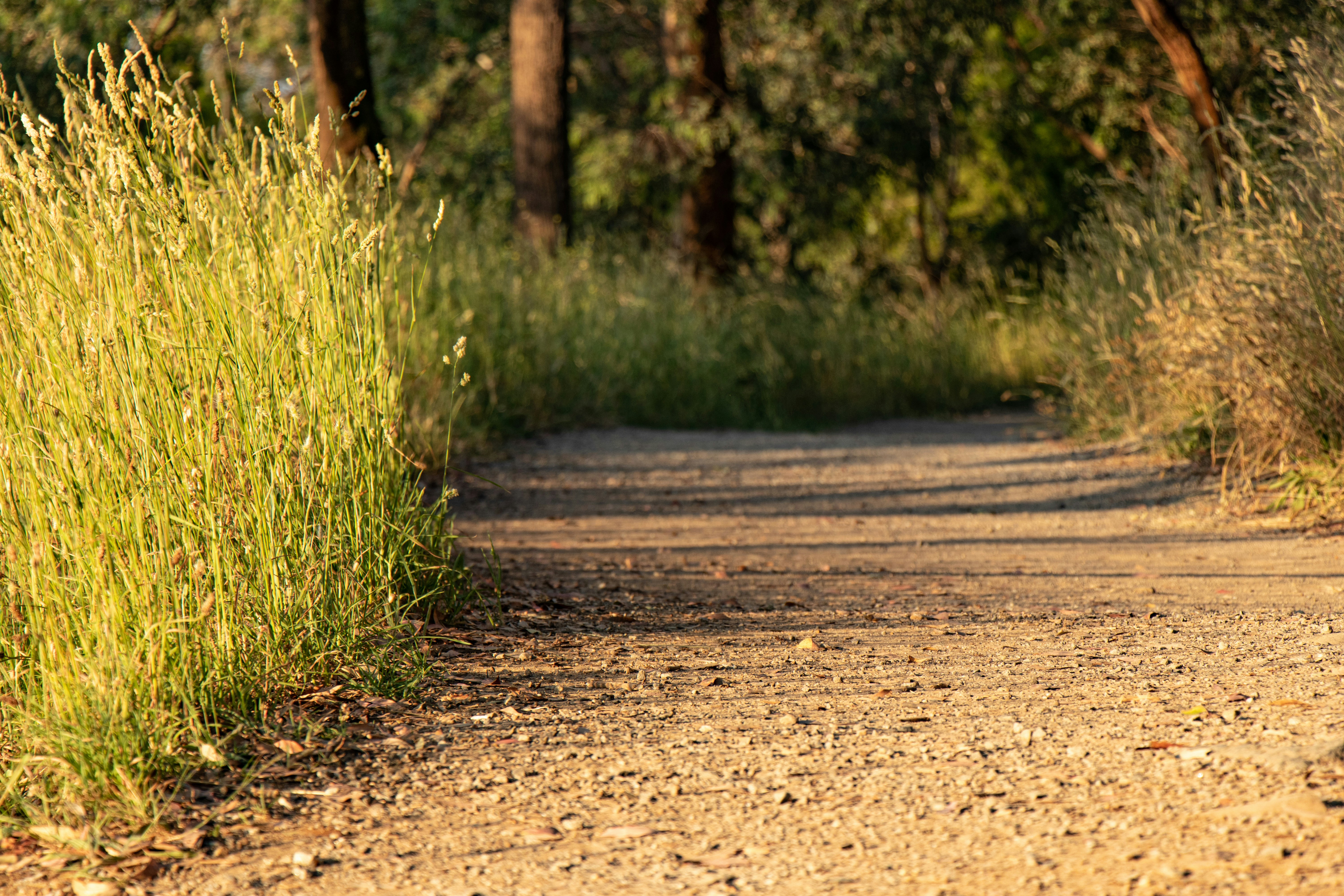 Sunlit dirt path bordered by tall grass and trees, inviting exploration in a serene outdoor setting.