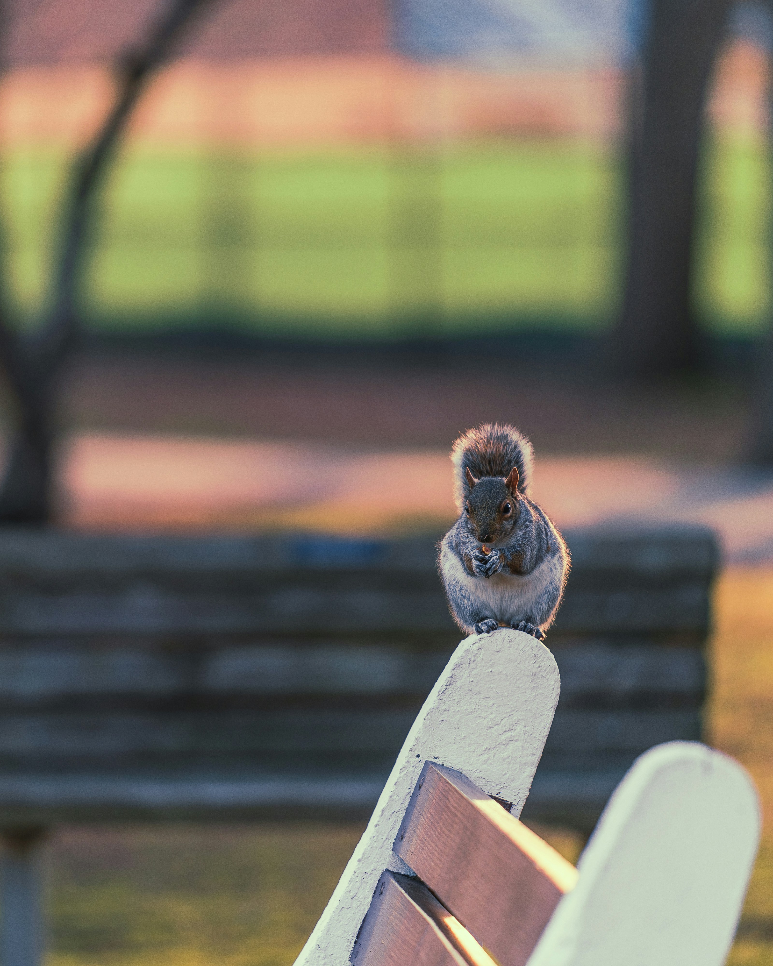 A squirrel perched on a park bench, nibbling on a snack amidst a softly blurred background of trees and grass.