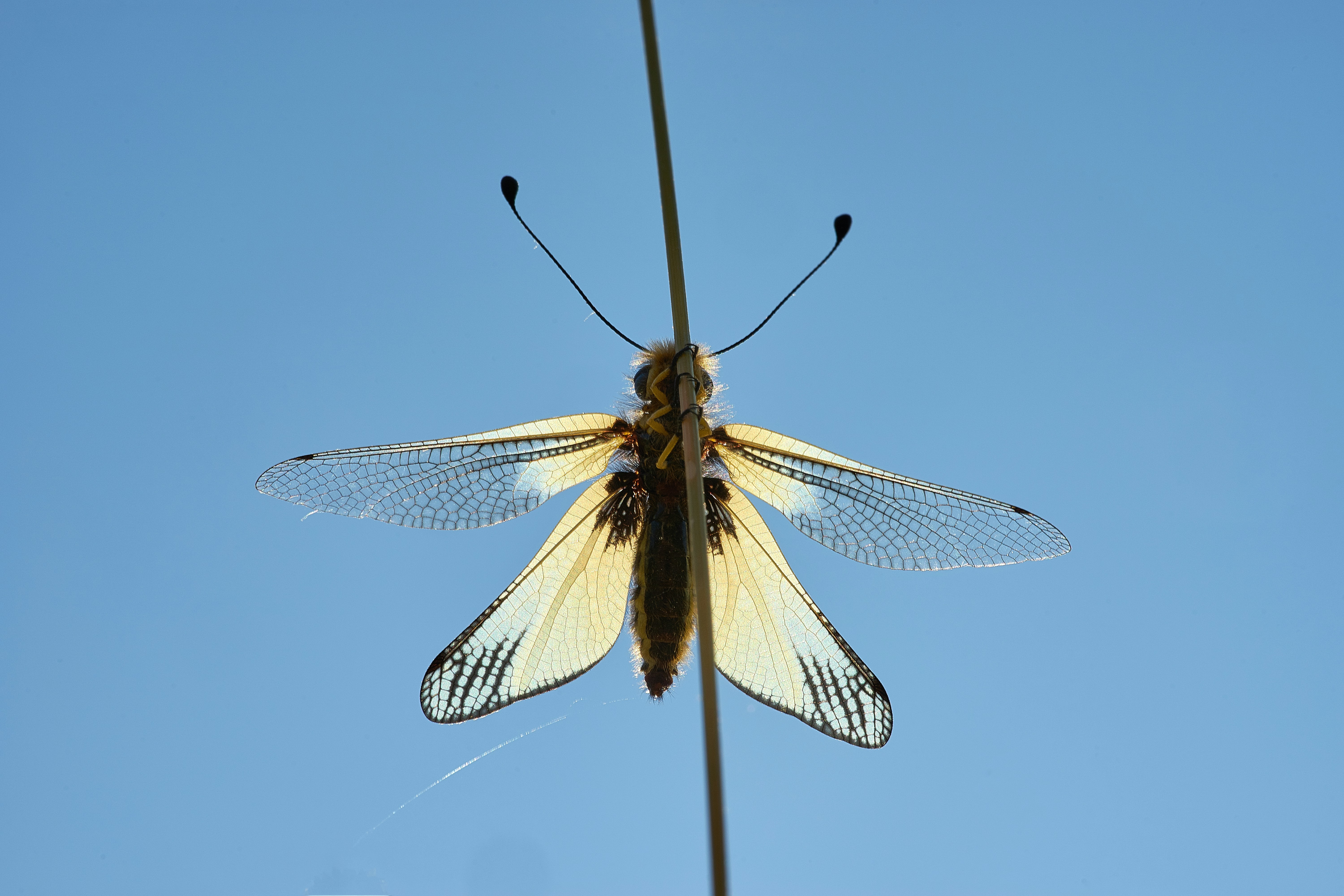Macro photography of gray and black winged insect photo – Free Back ...