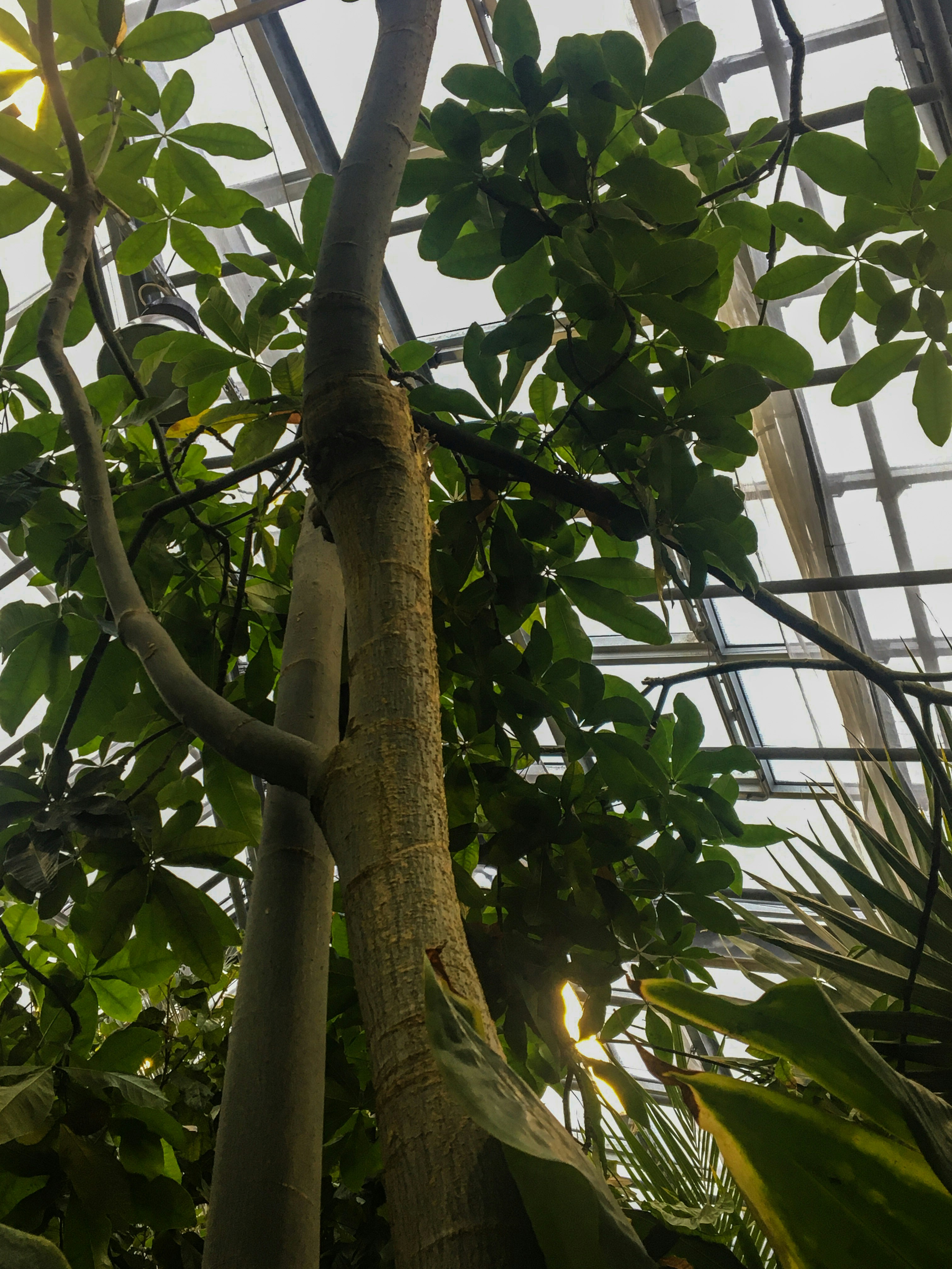 Lush green leaves intertwine with a sturdy trunk beneath a glass ceiling, showcasing the beauty of a greenhouse environment.