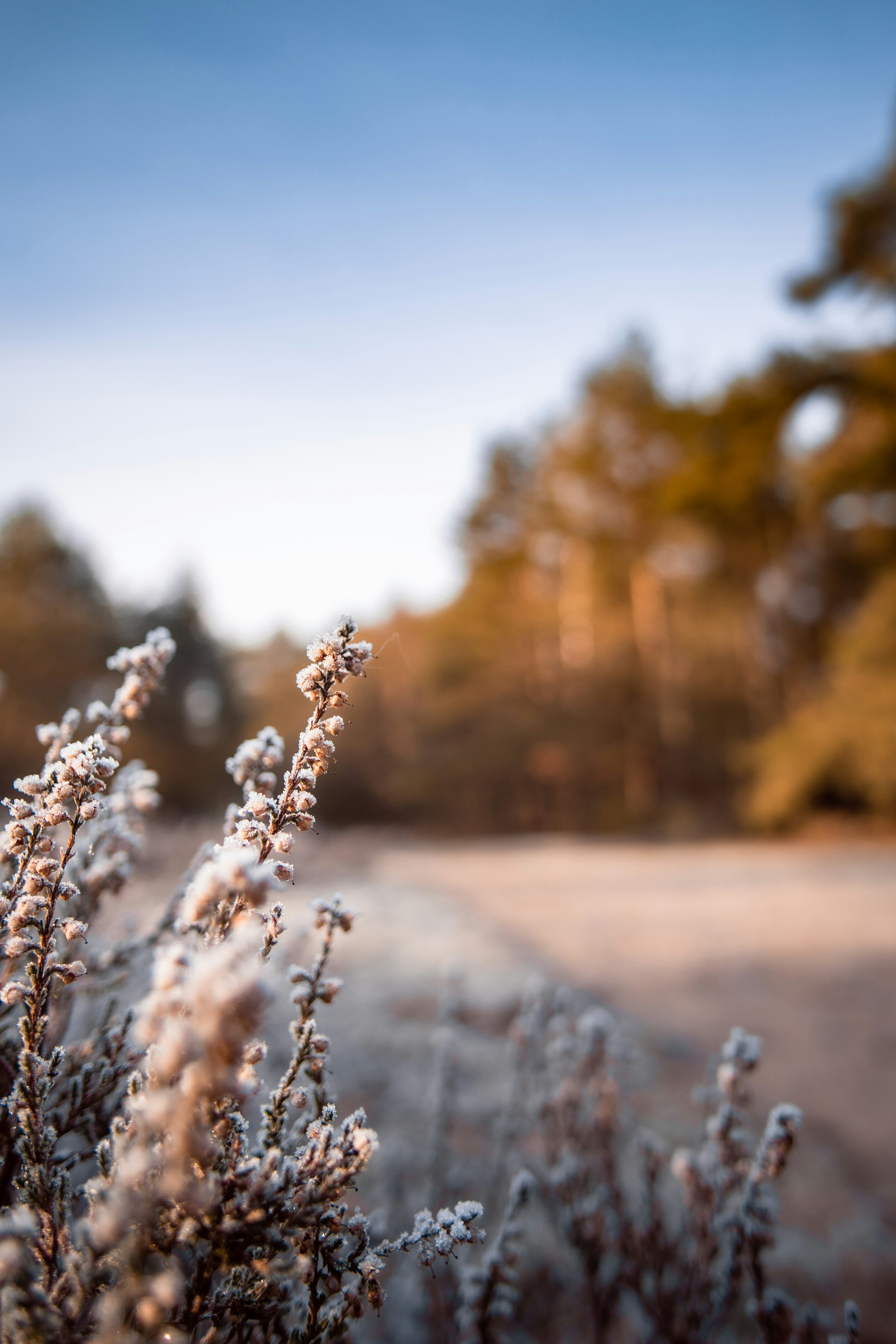 Brown flowers photo – Free Plant Image on Unsplash