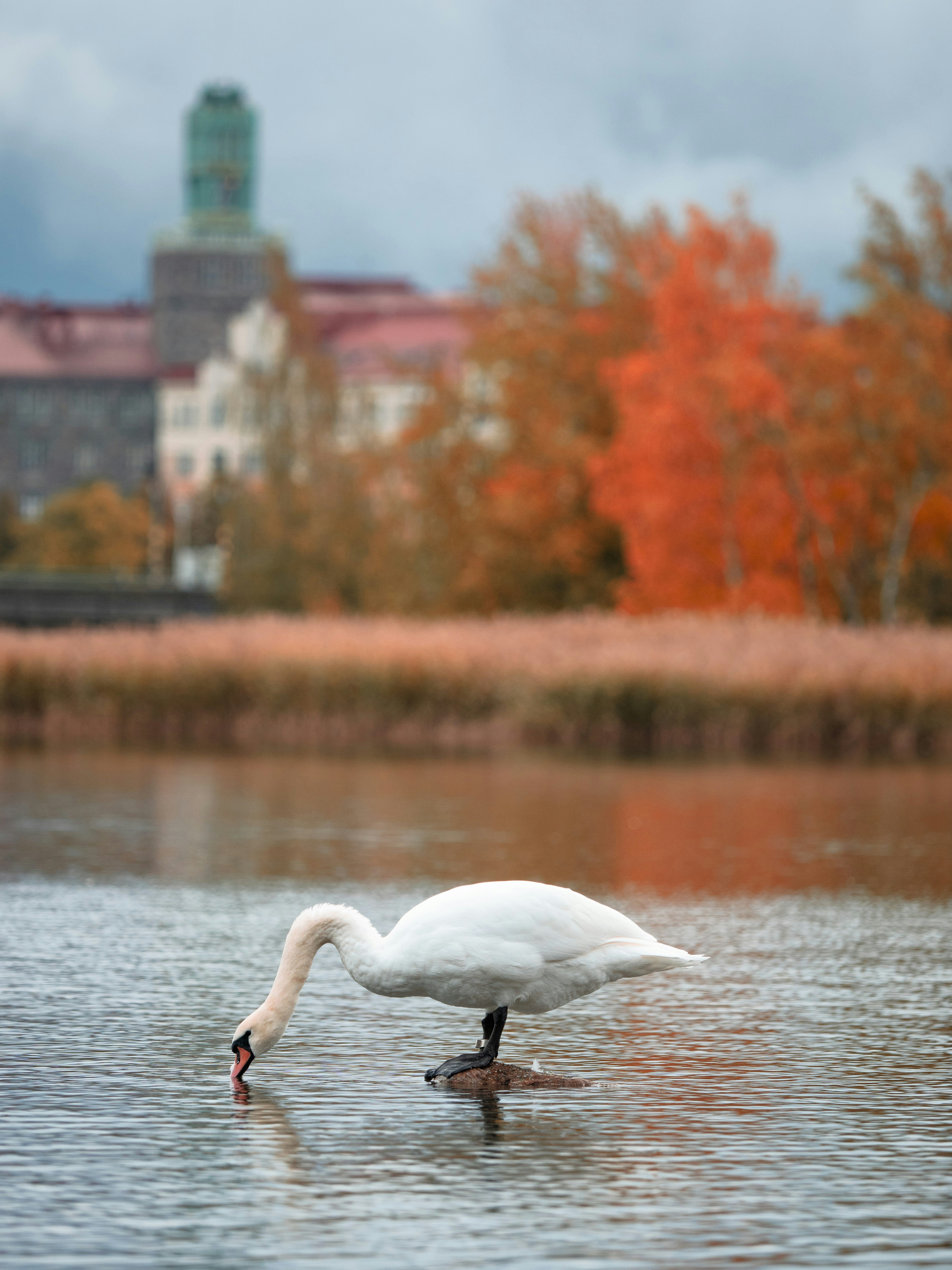 Dipping Swan Amid Autumn River Reflections
