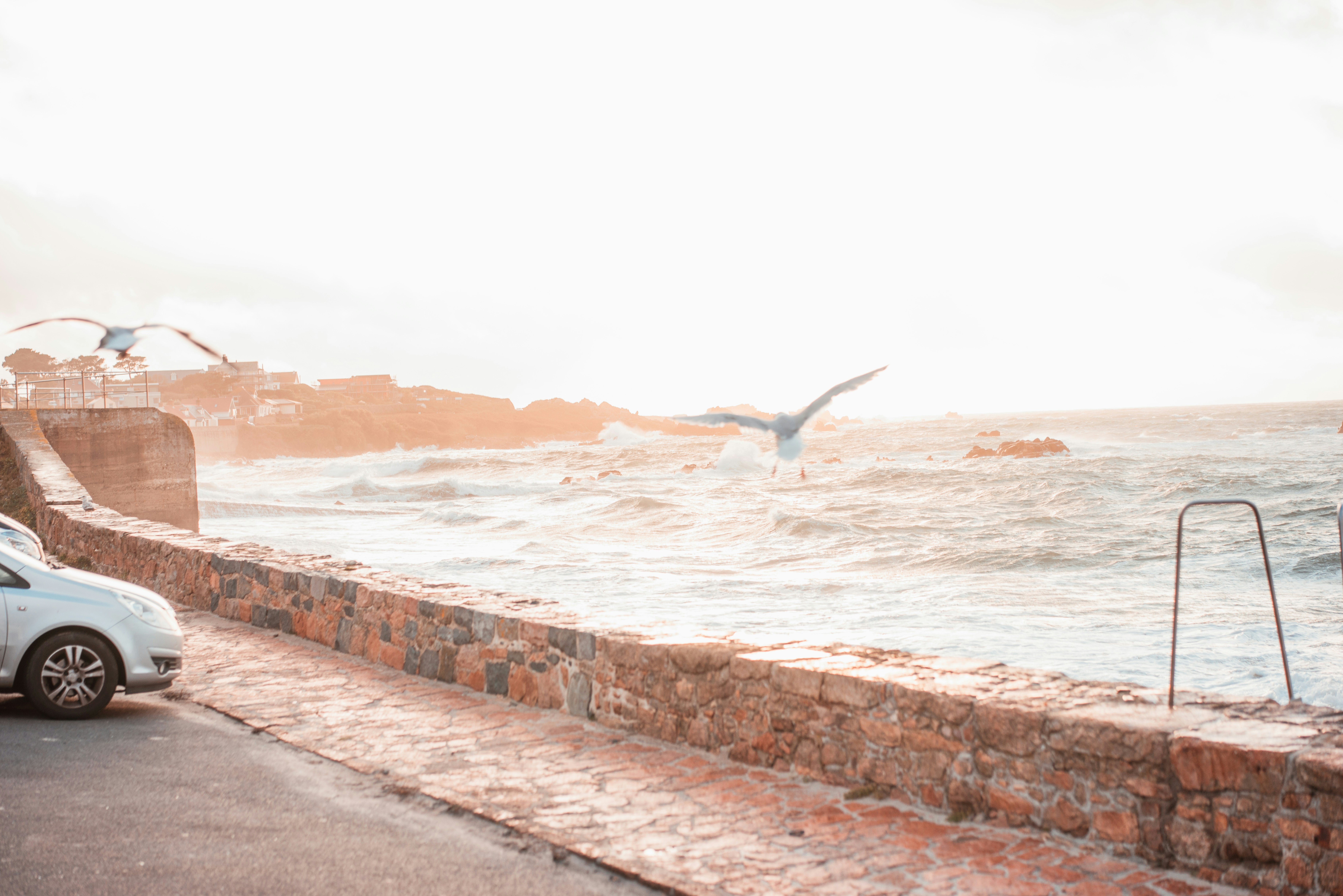 Gull in Flight Over a Sun-Bleached Seawall by a Quiet Harbor
