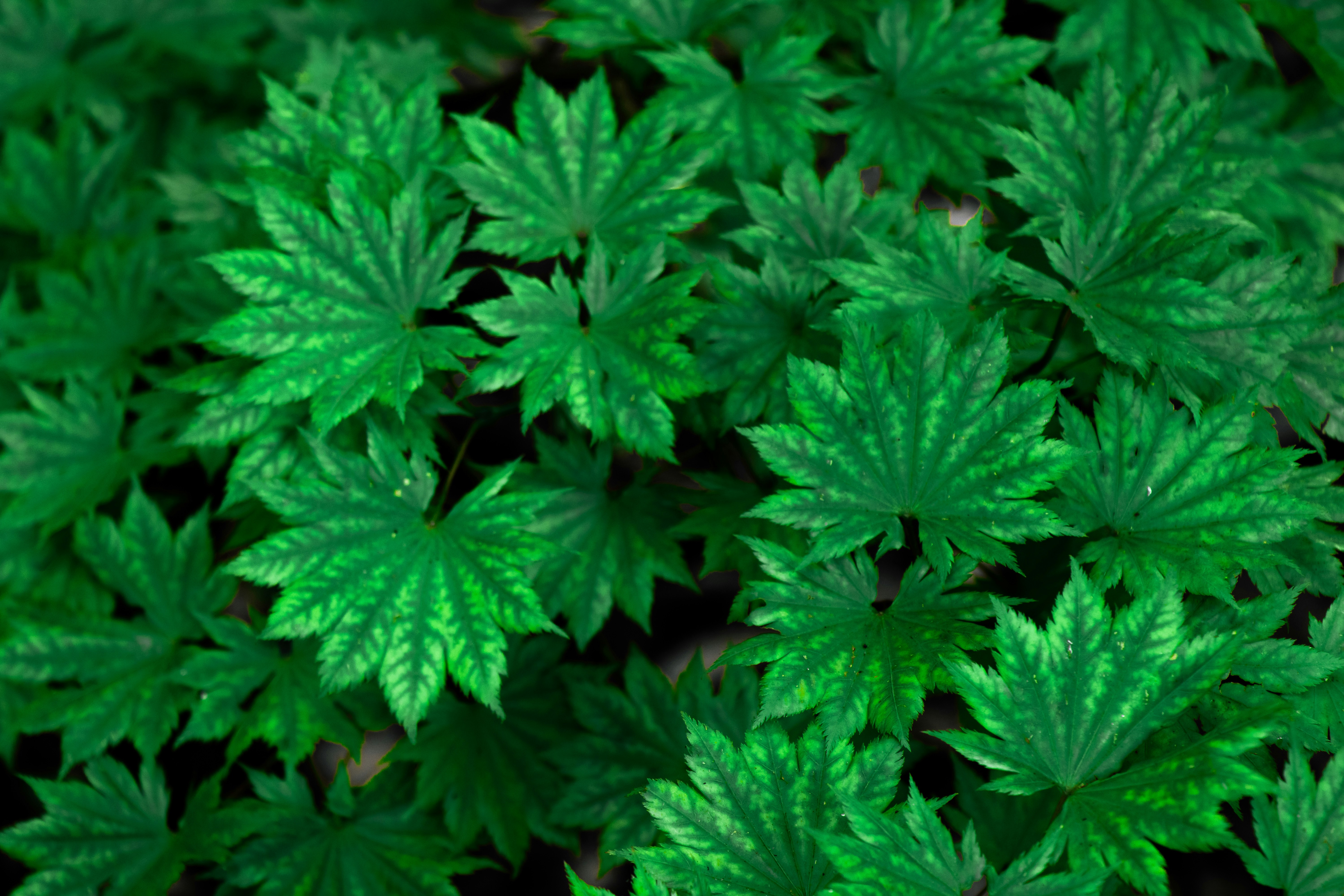 Emerald Canopy: Close-From-Above of Fern-Like Leaves