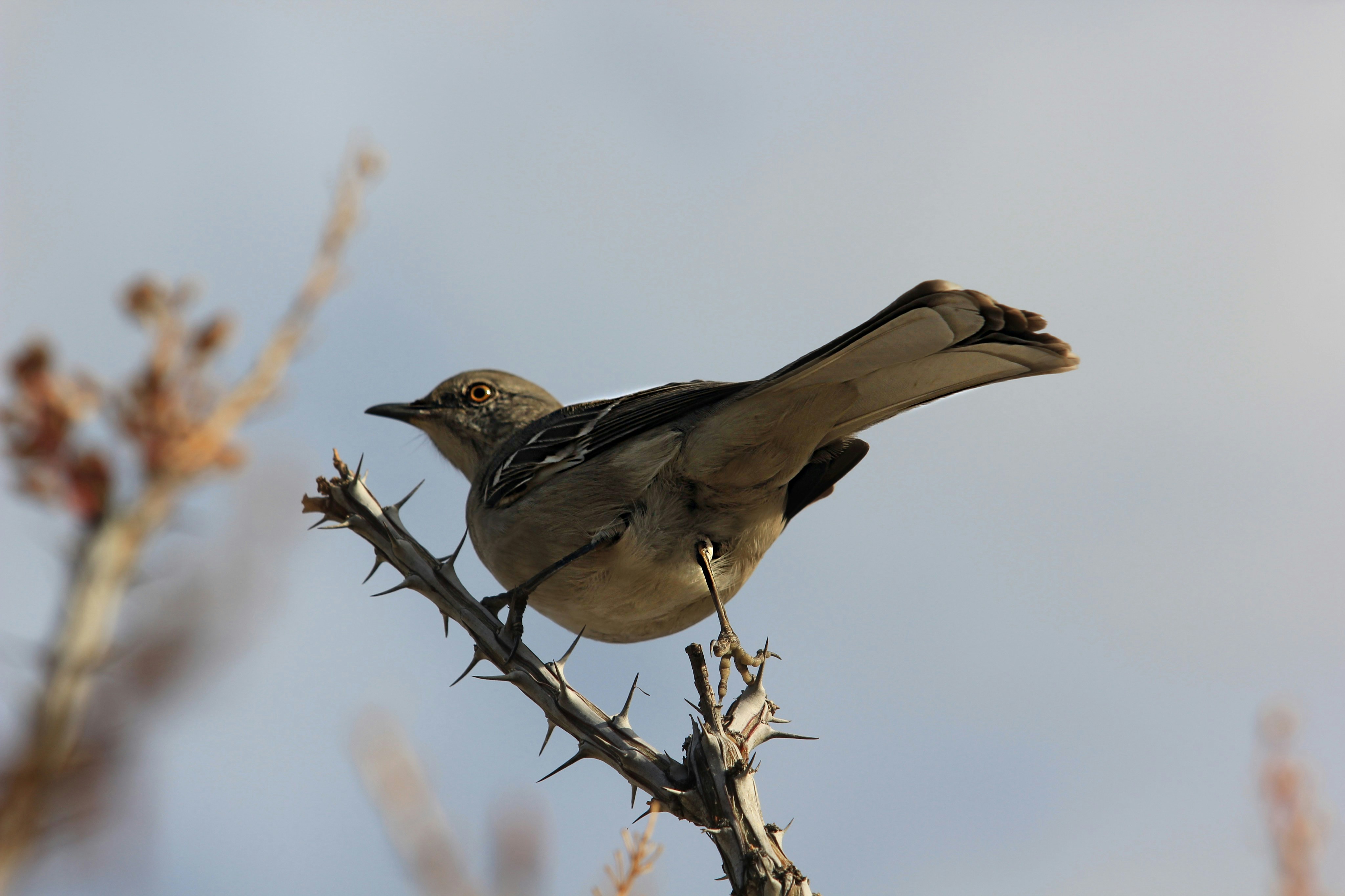 Définition de cabèche | Dictionnaire français