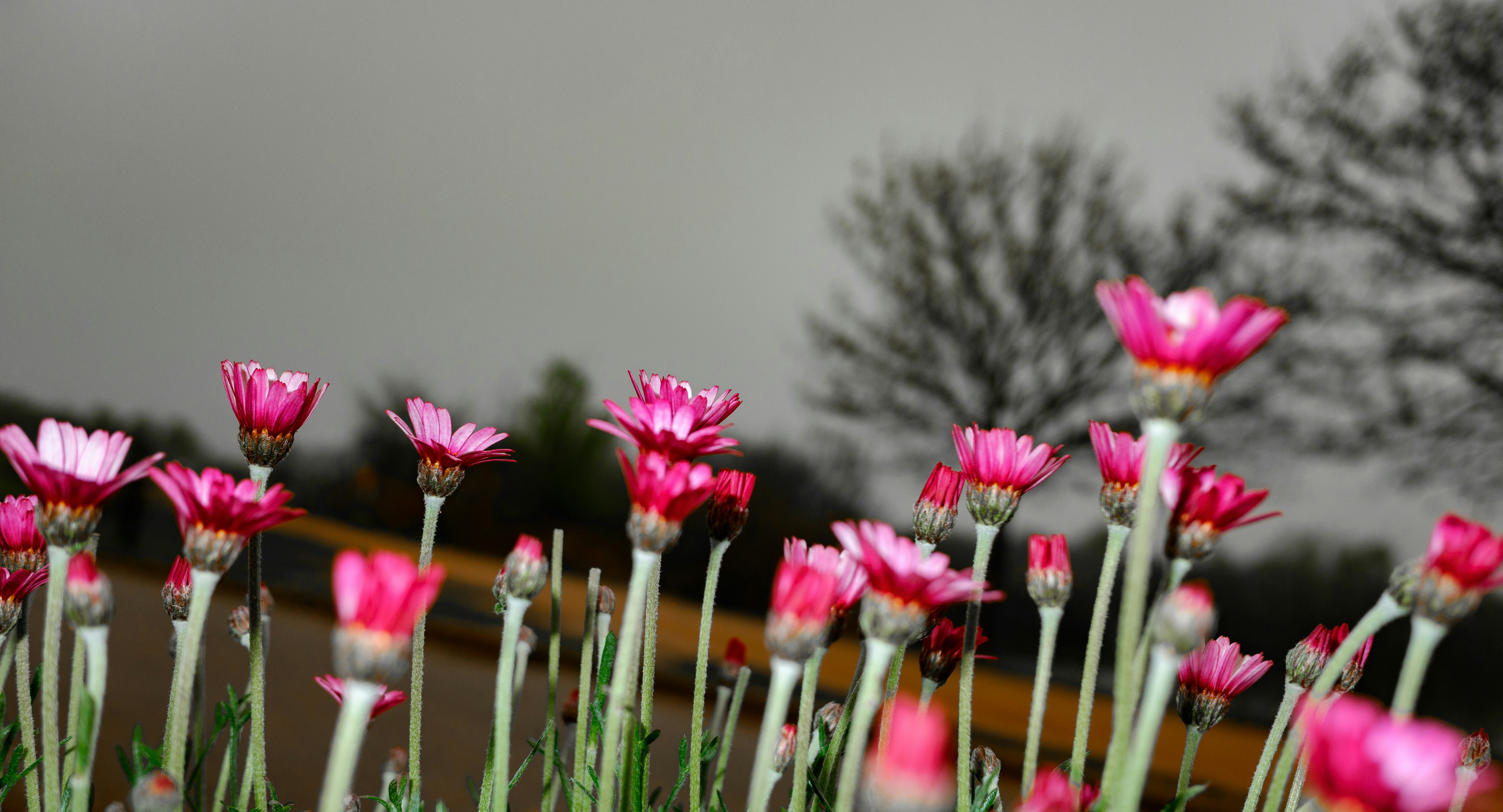 Petals in the Foreground: A Field of Pink Bloom Against a Soft-Backlit Sky