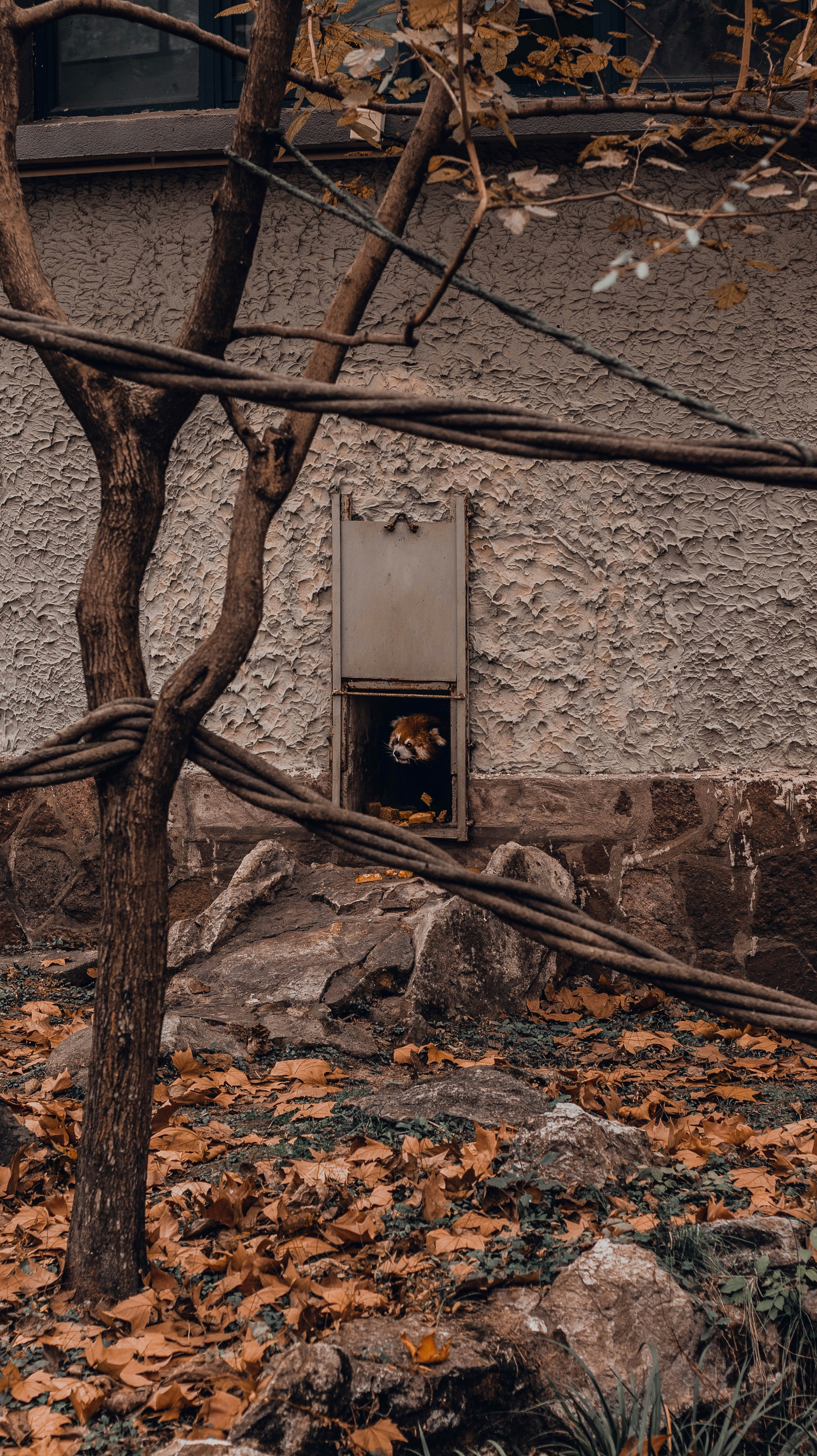 Cat Peeking from a Cracked Wall Niche Amid Autumn Debris
