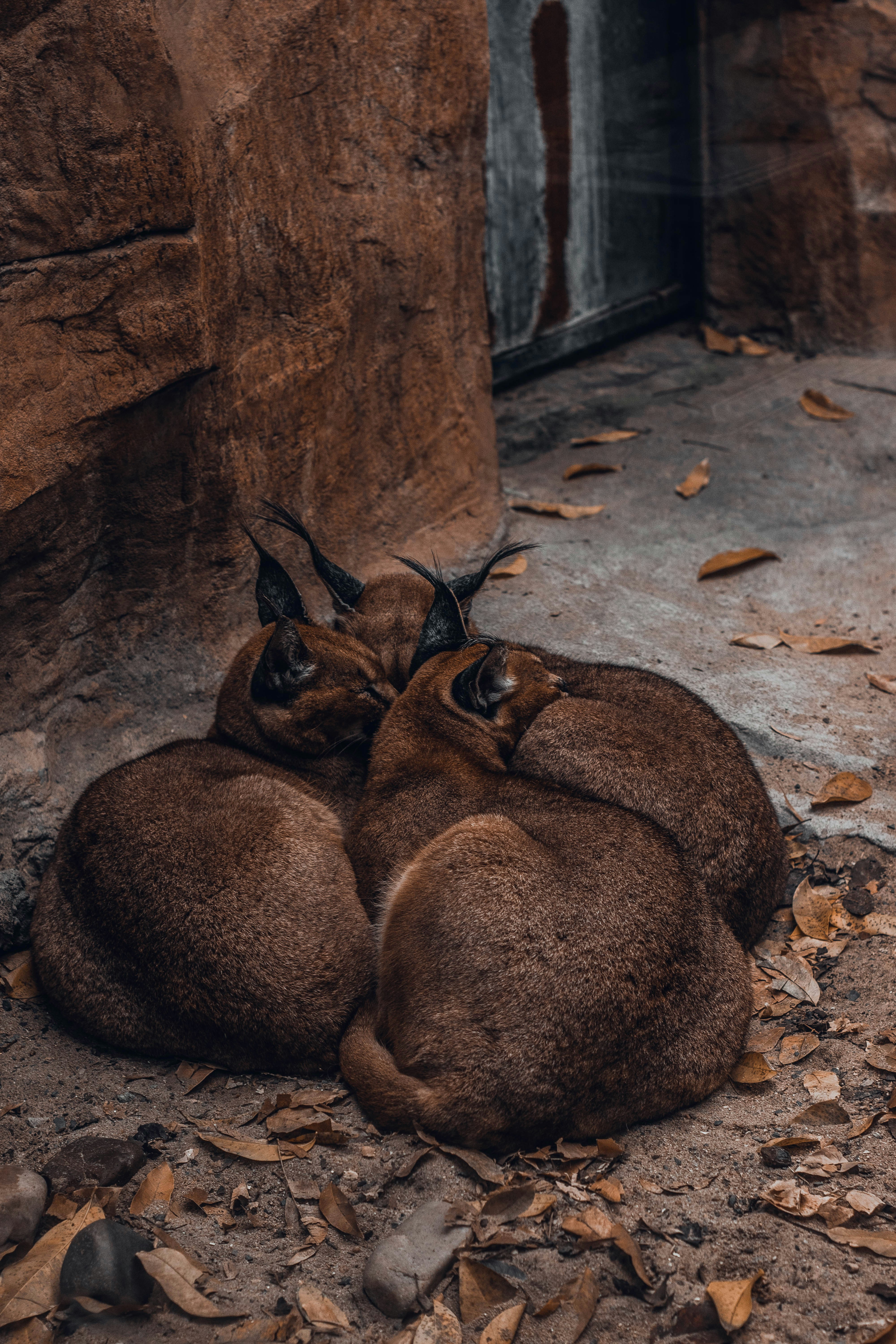 three brown deer on ground