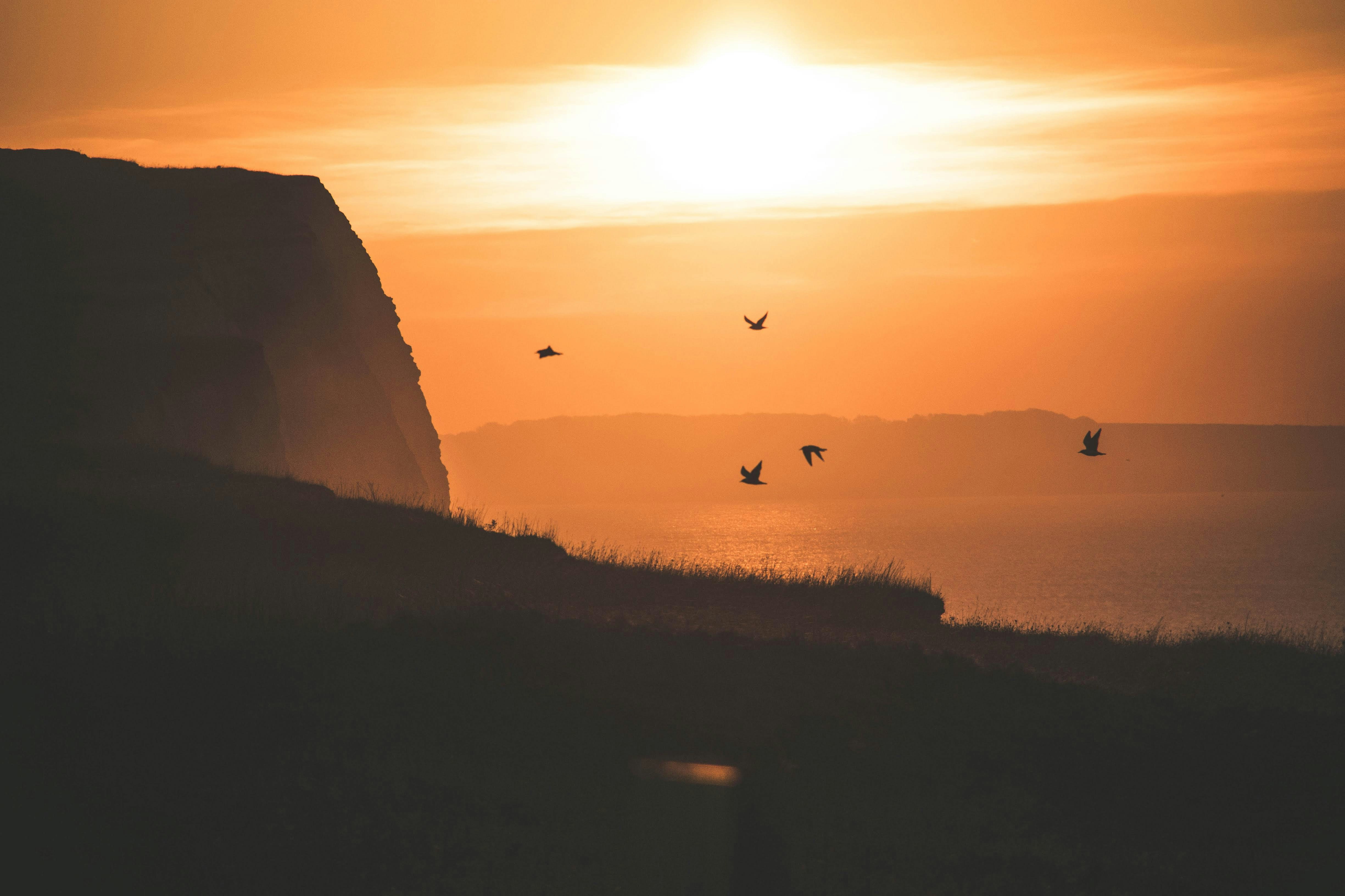 Time-lapse photography of birds flying over mountain during golden hour ...