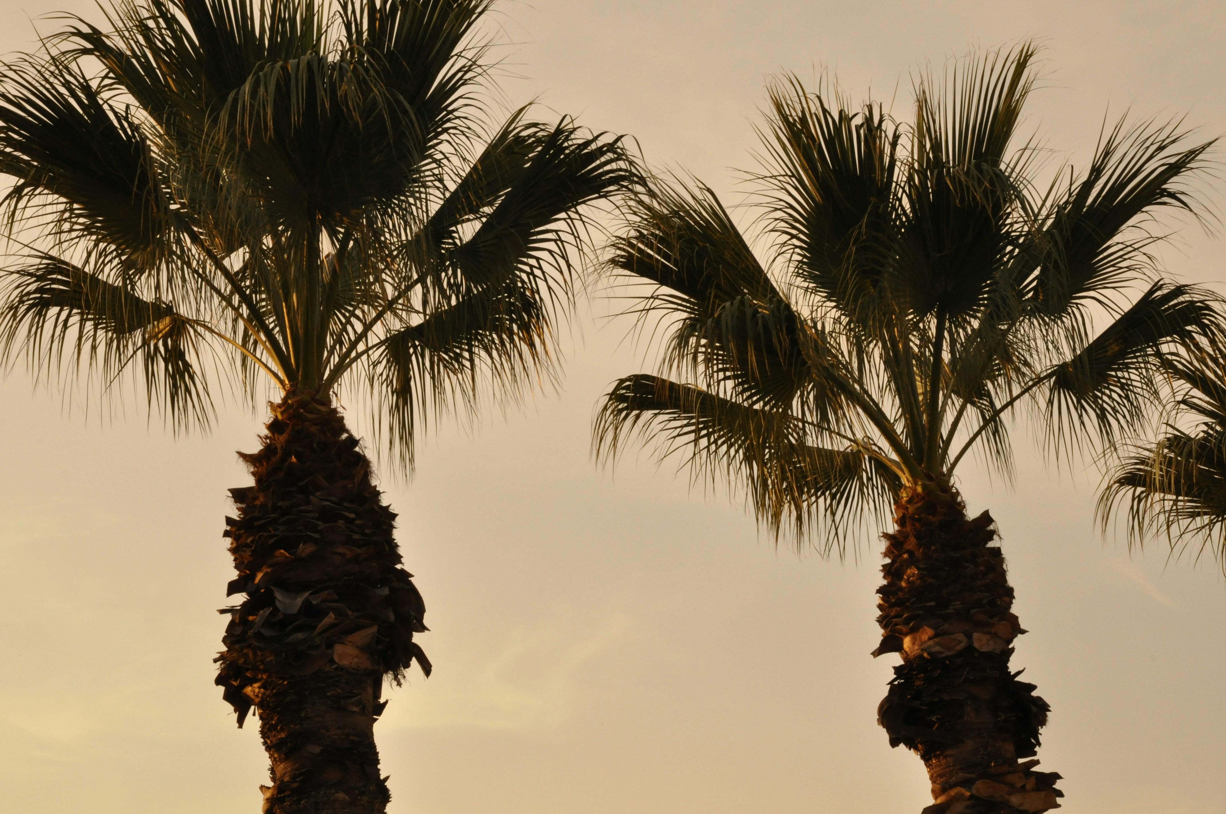 Two palm trees silhouetted against a warm evening sky.