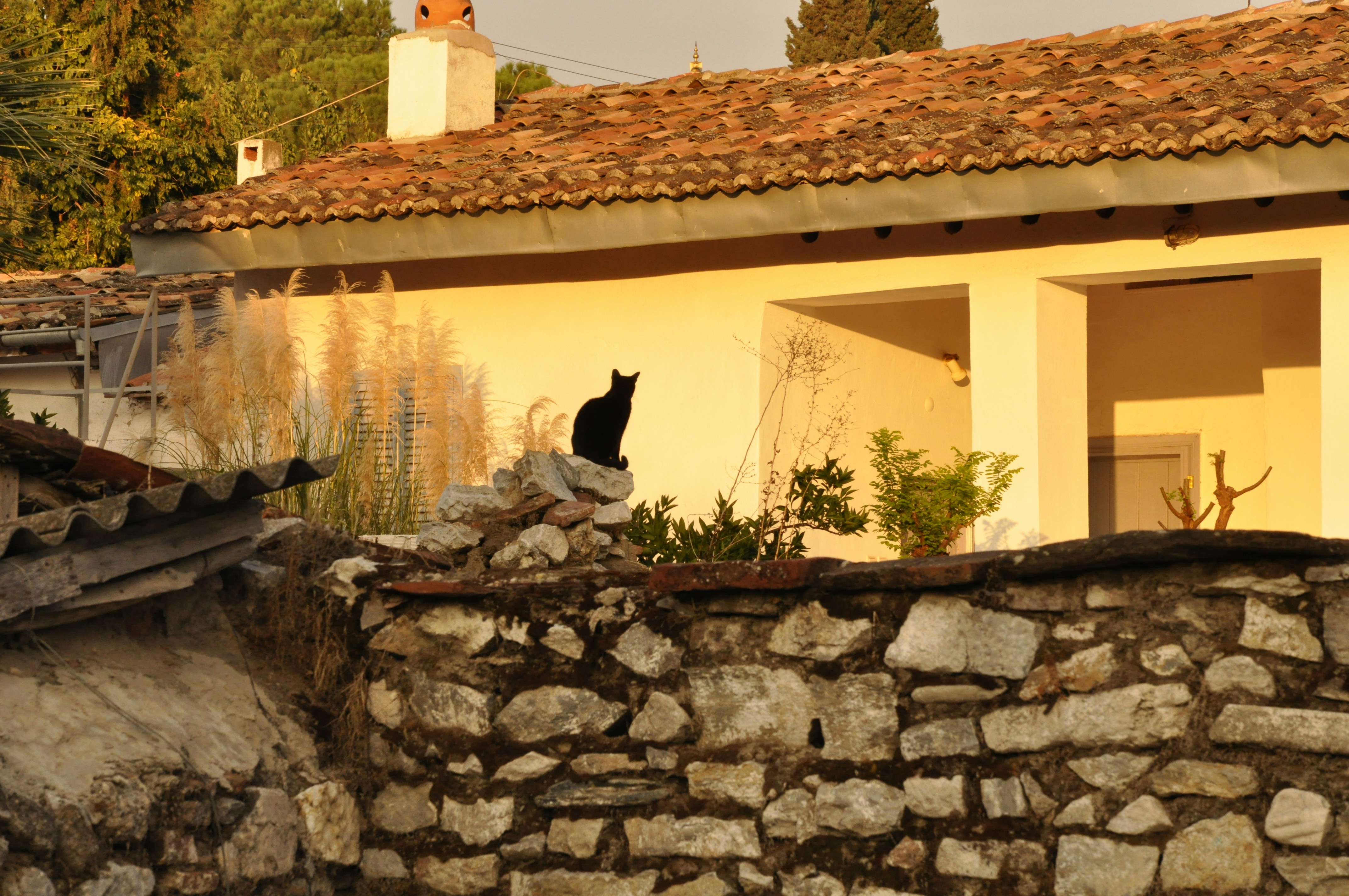 Golden Hour Sentinel: A Black Cat on the Sunlit Stone Wall